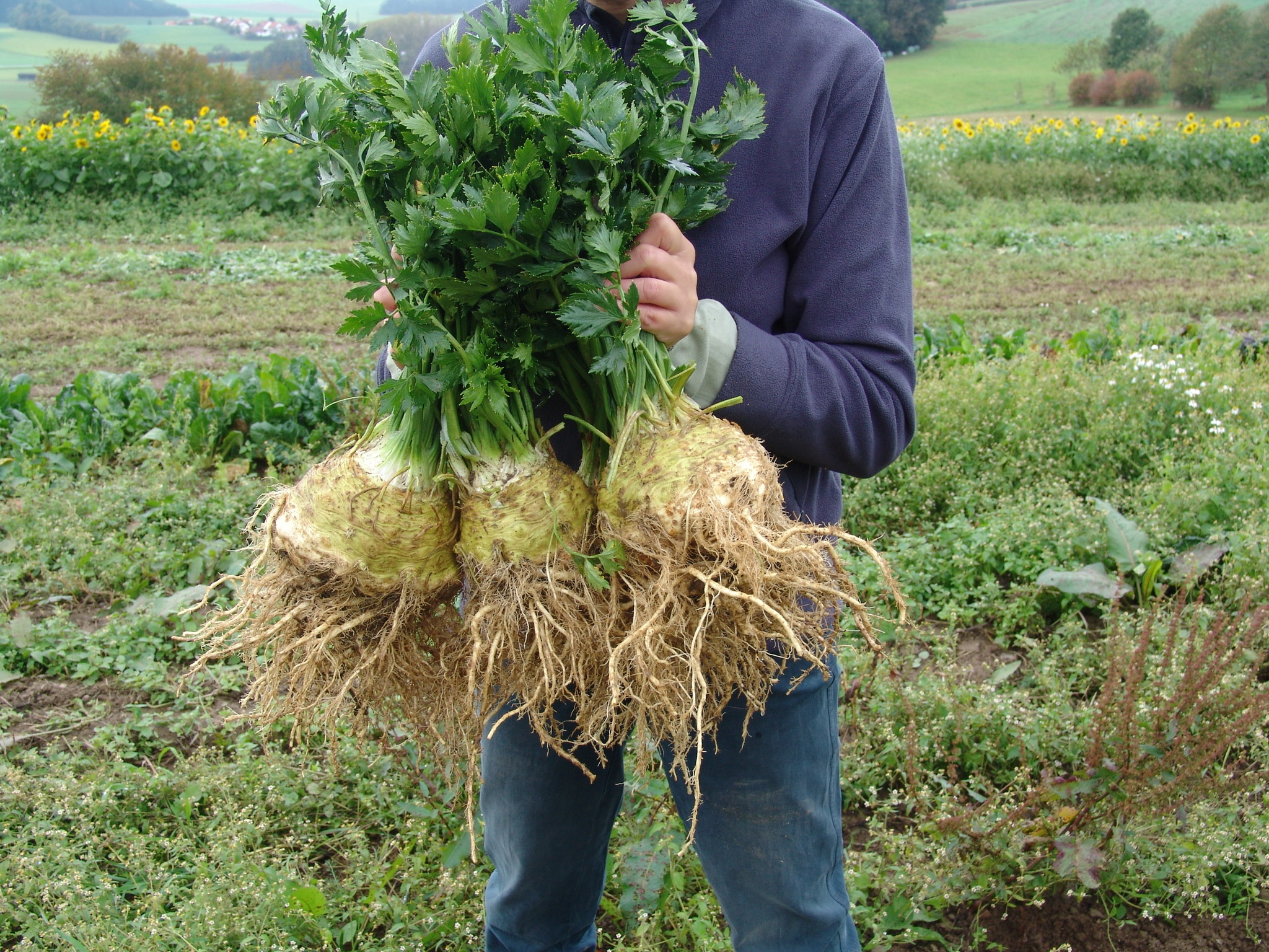 Die Veden als Weltkulturerbe - Vortrag / Seminar am 4.Mai 2016 in Wien ...