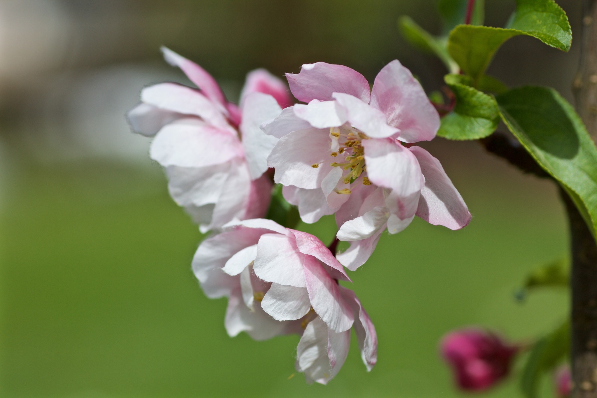 Zierapfelbaum - Weiz