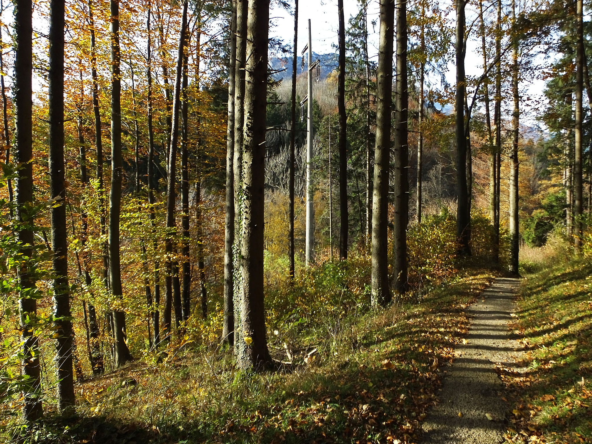 Die Wälder sind für alle da - Lavanttal