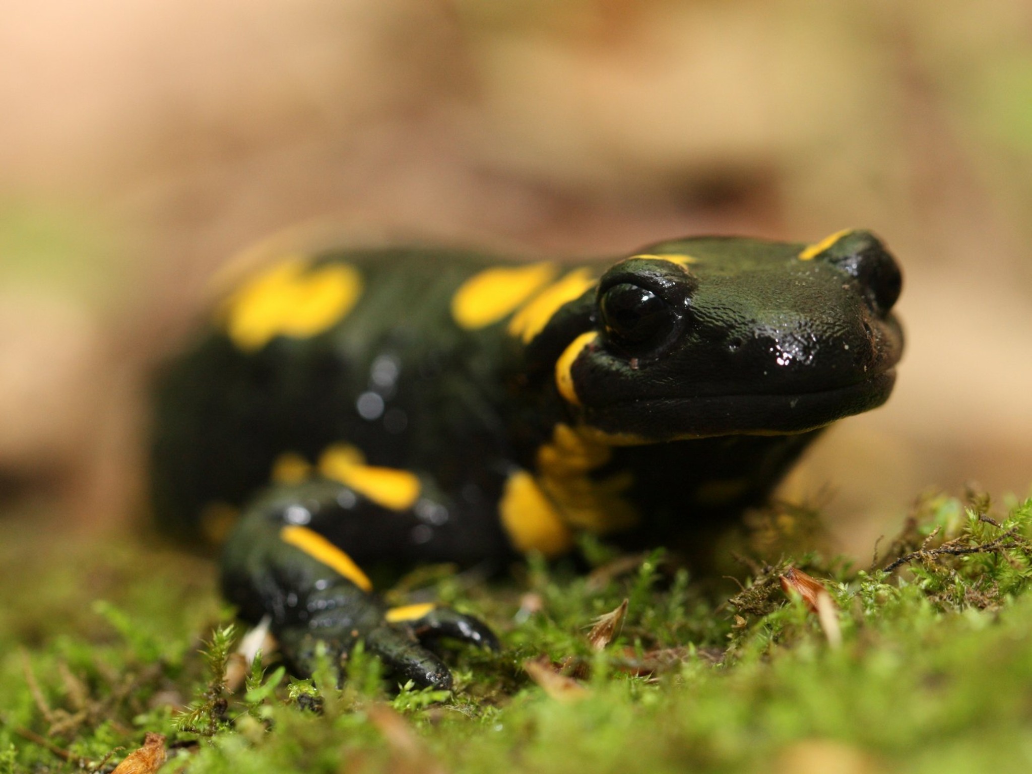 "Salamanderfresser" bedroht unsere Salamander - Leibnitz