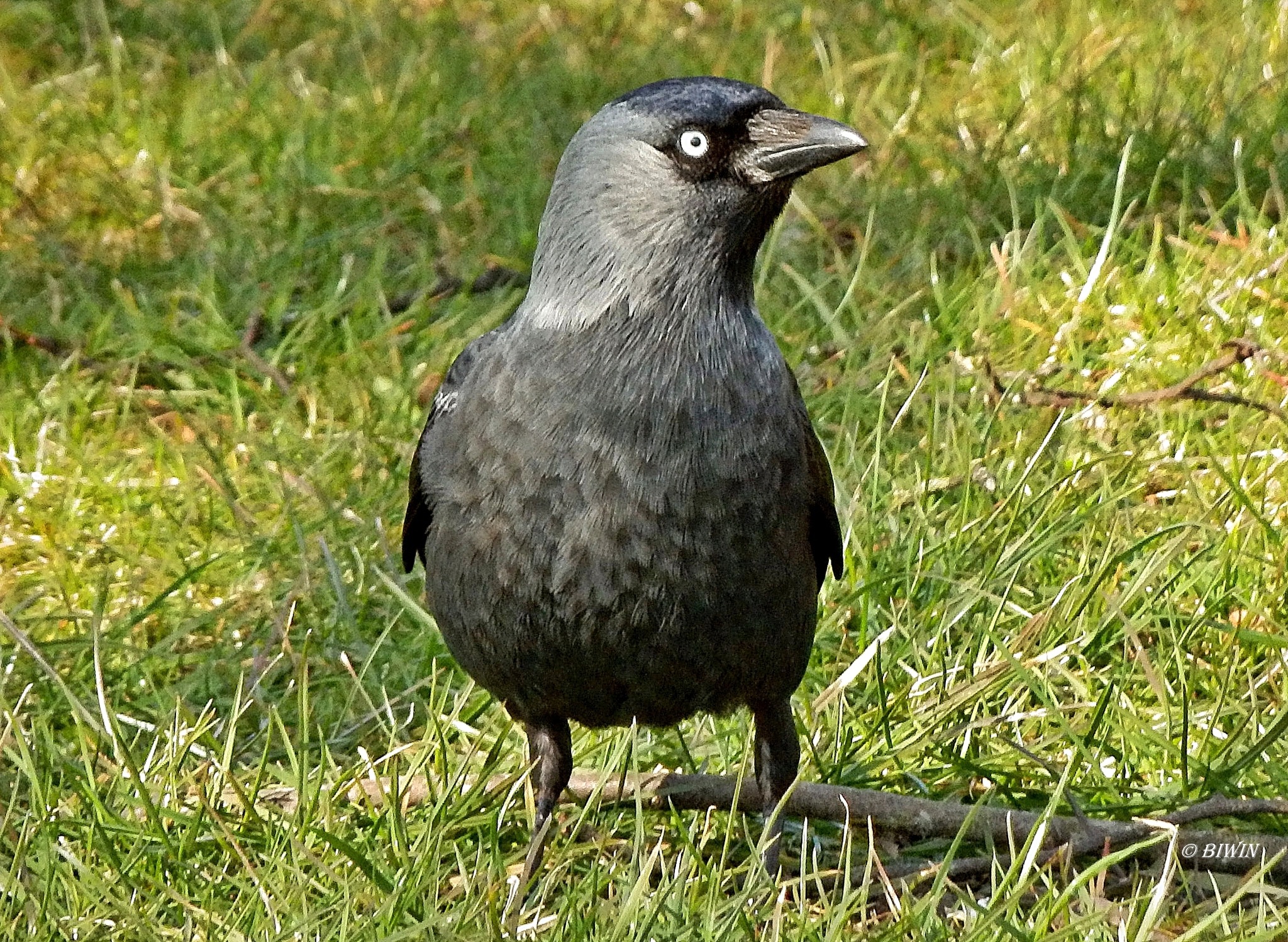 Die Dohle - Vogel des Jahres 2012 - Krems