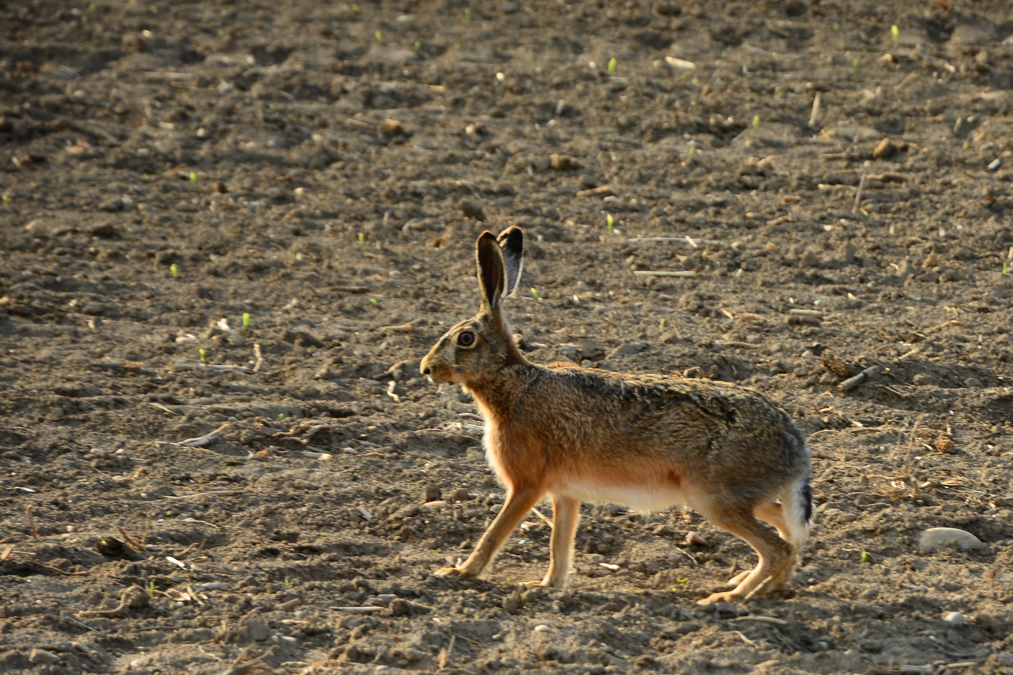 Hase in Lauerstellung - Brigittenau