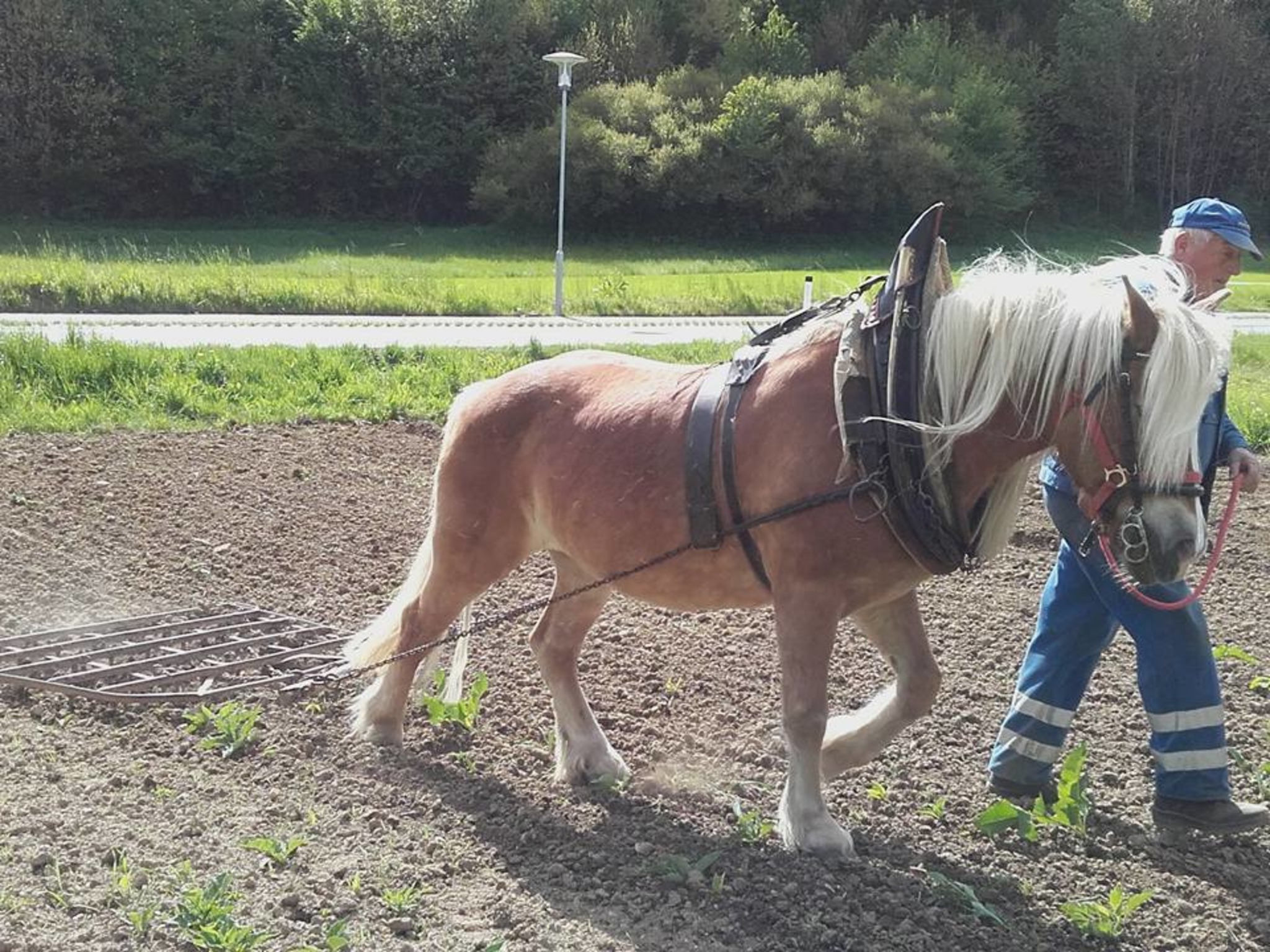 Eggen wie anno dazumal - Weiz