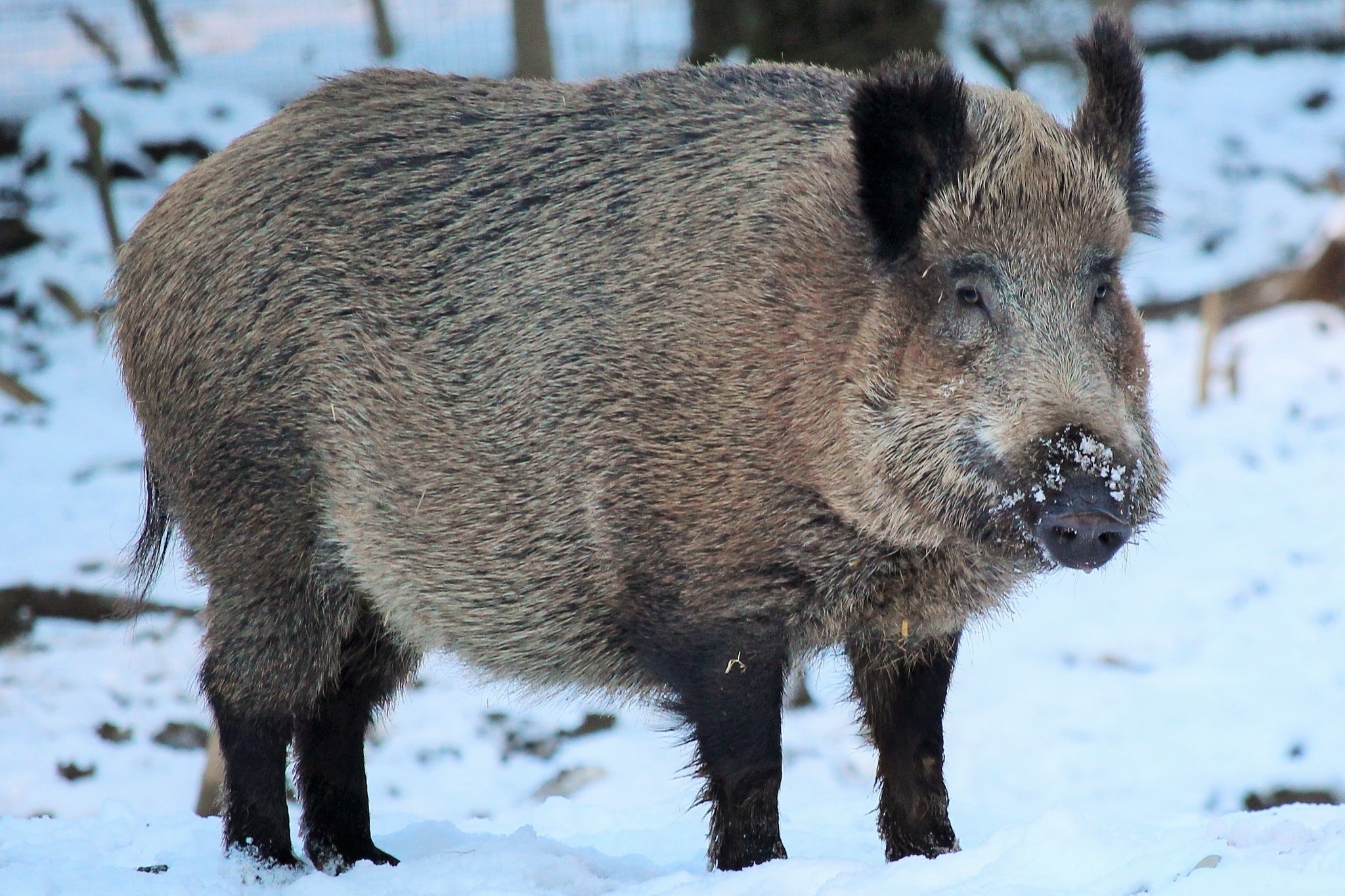 Gegrillte Wildsau im Heurigen "Landwirt" - Gmünd