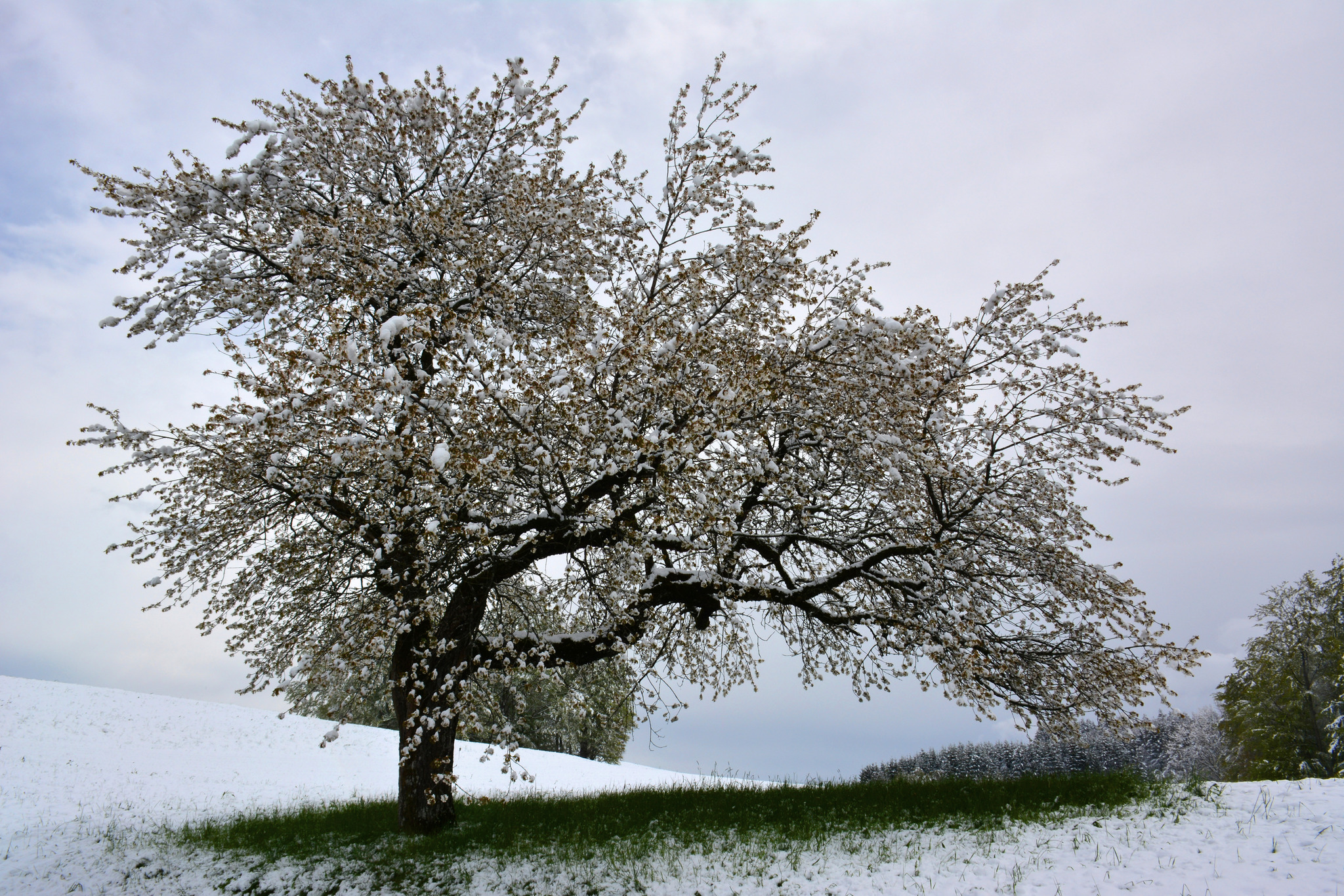 Kirschbaum Im Winter