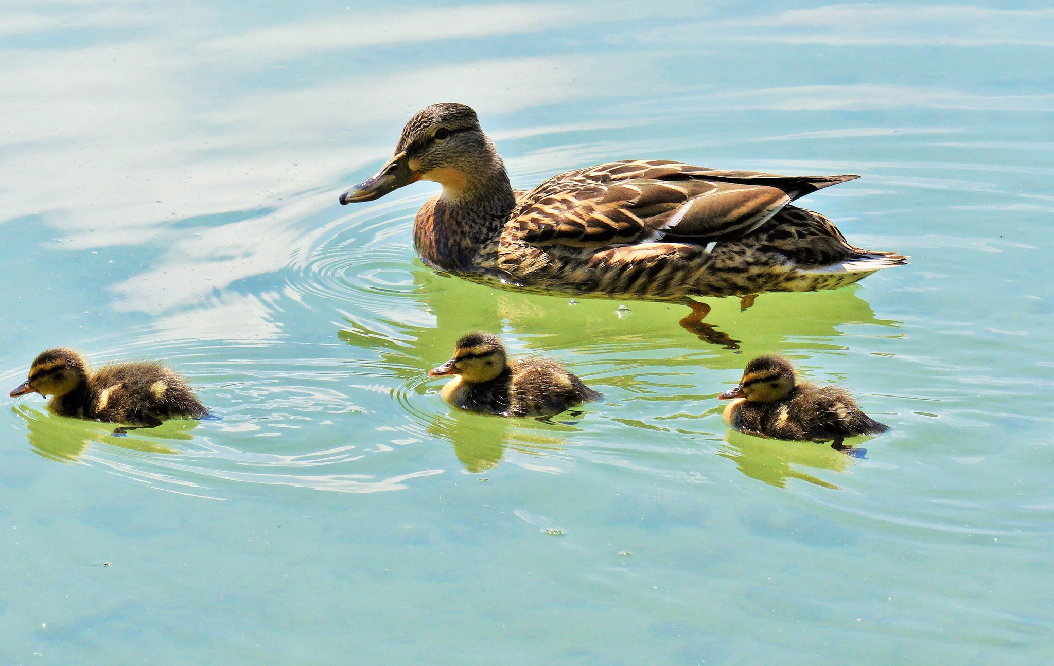 Junge Ente Mit Kresse — Rezepte Suchen