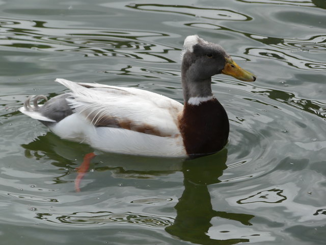 Ente mit topmodischer "Frisur" - Neubau