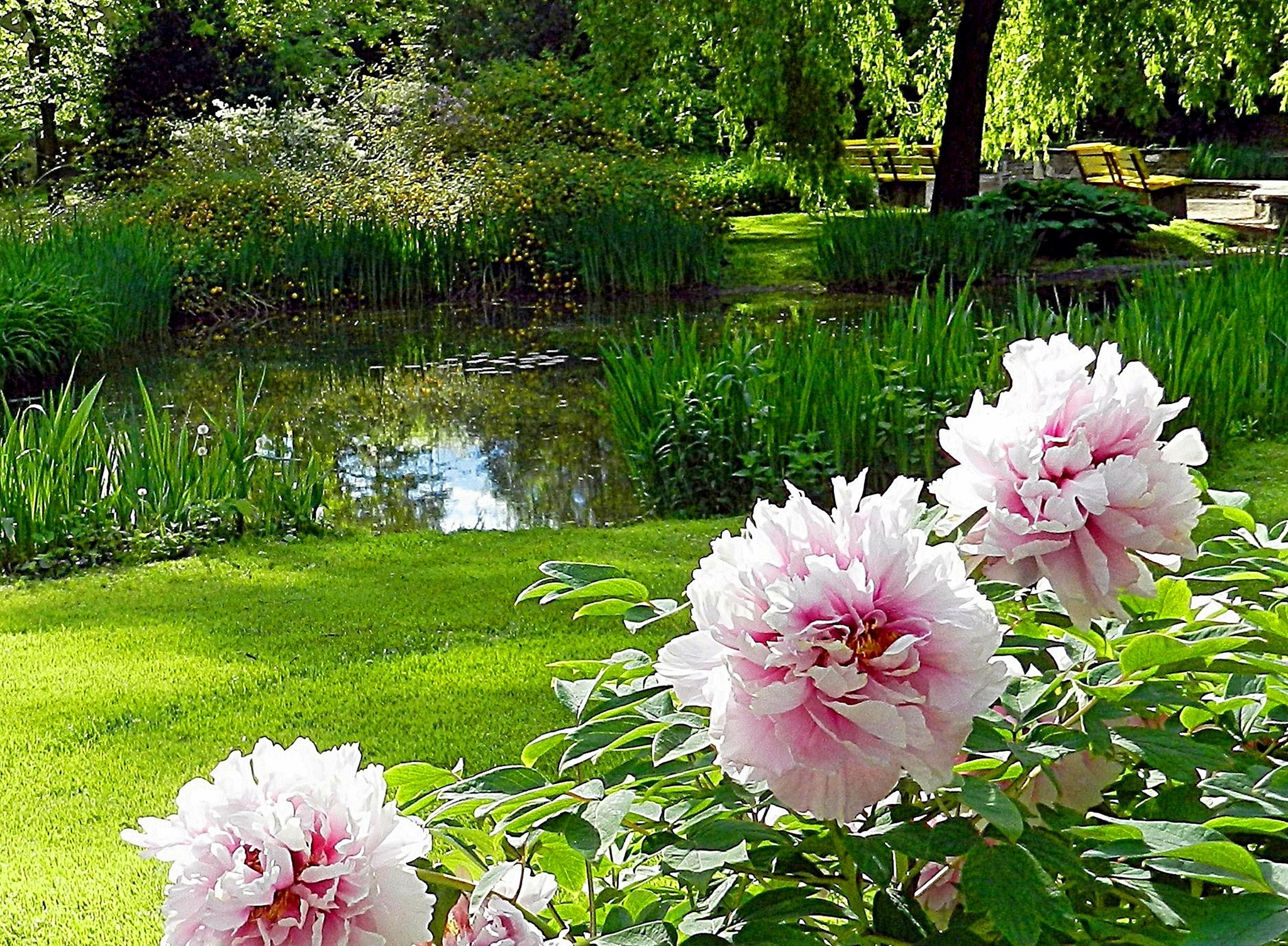 Bauernrosen am Teich - Kufstein