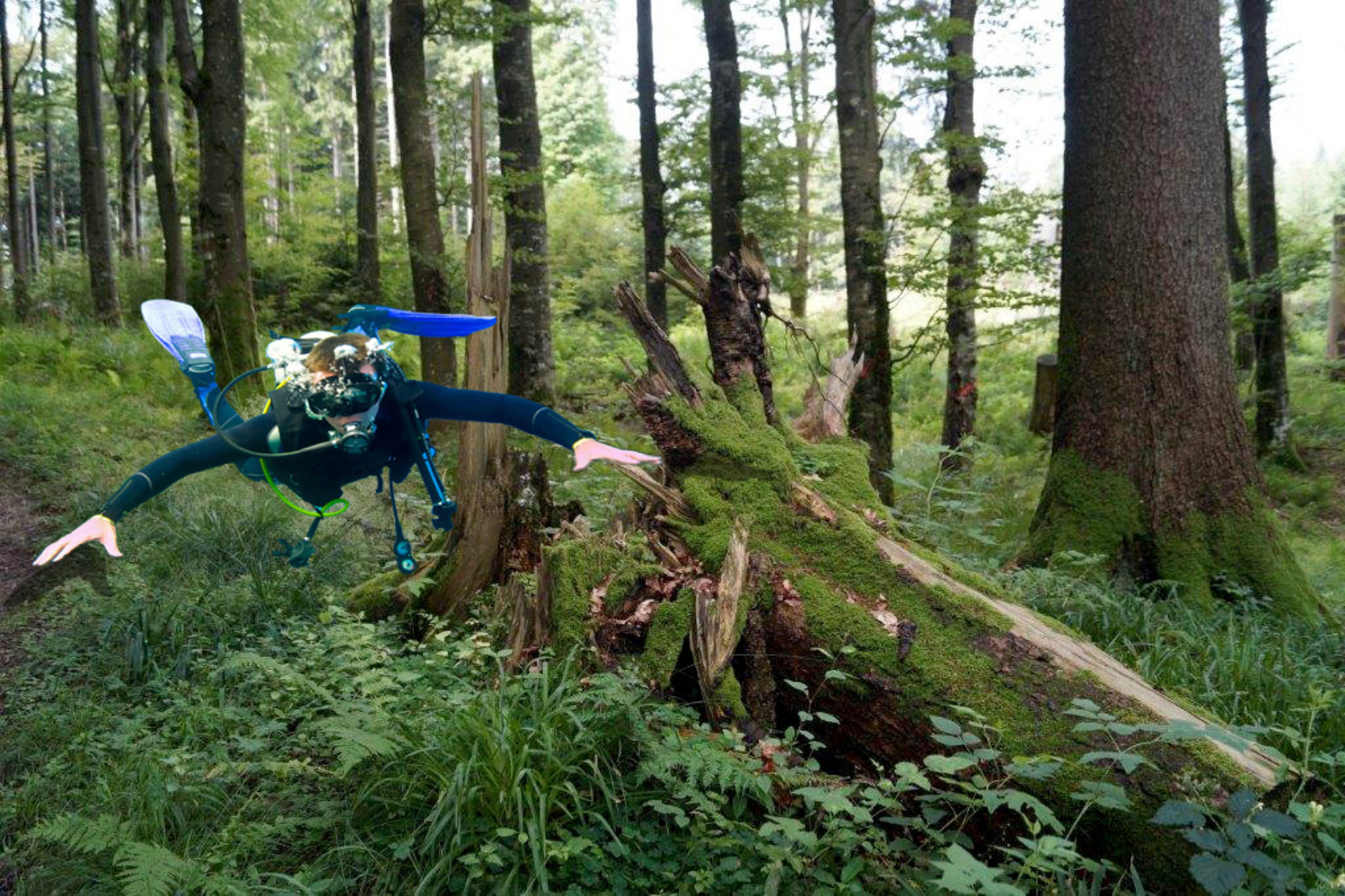 Auf Tauchgang im Waldmeer - Wunderwelt Wald - Vöcklabruck