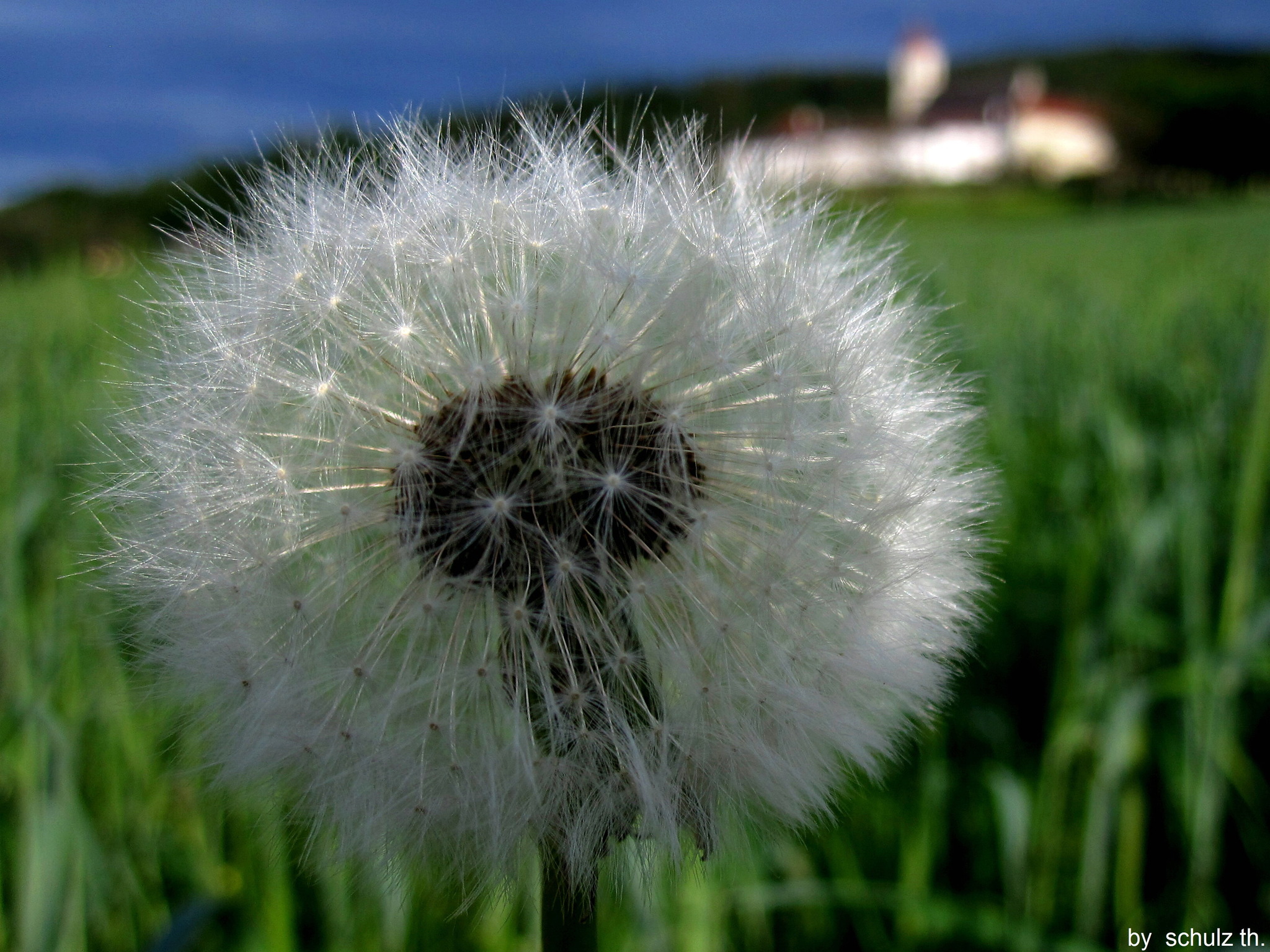 Pusteblume - St. Veit