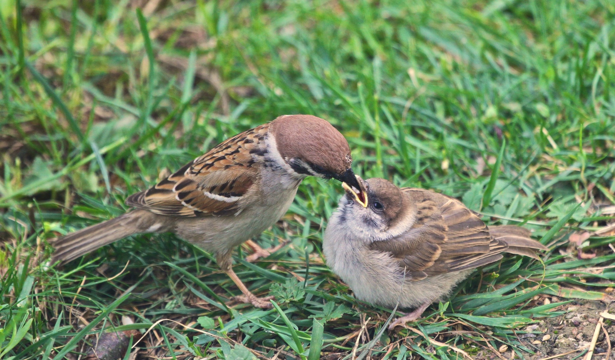 Schnabel auf mein Spatz - Neunkirchen