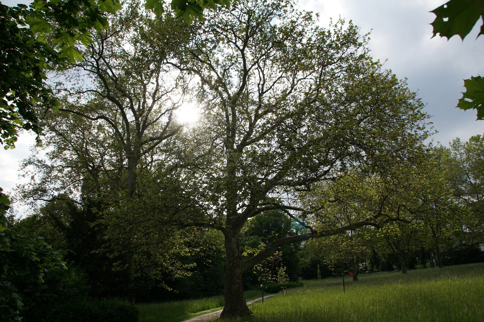 Baum im Wind - Eisenstadt