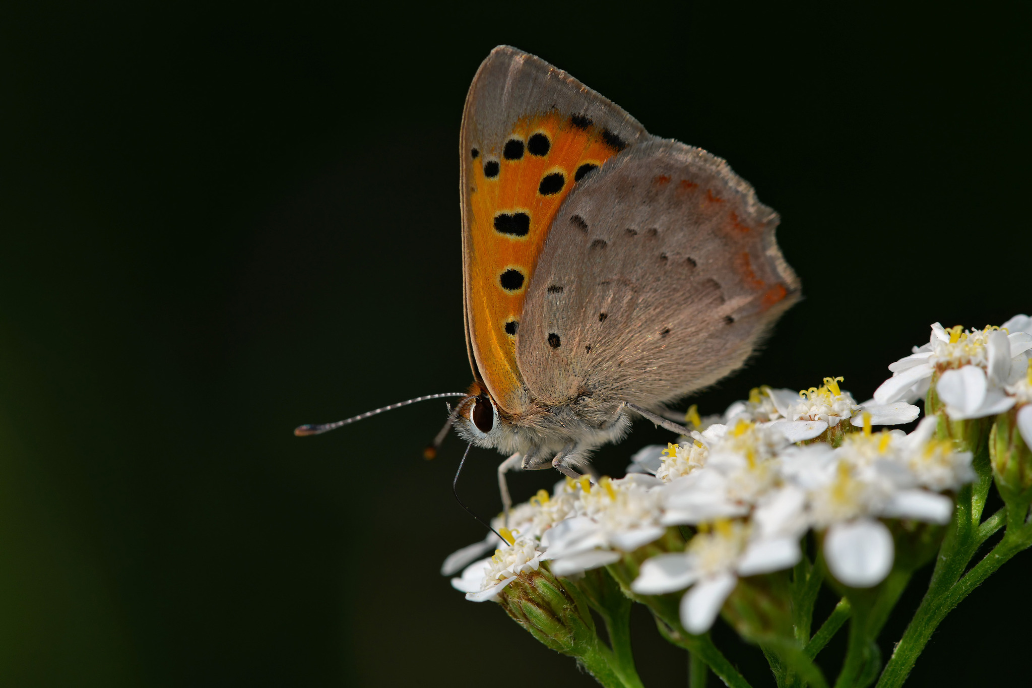 Der Große Feuerfalter (Lycaena dispar) - Kufstein
