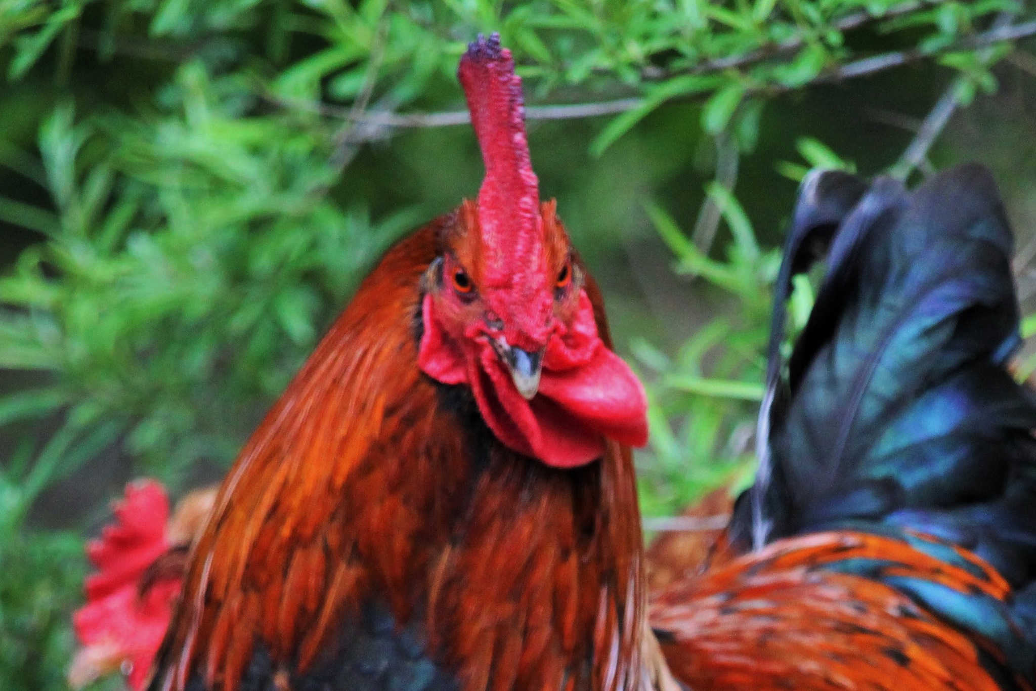 Impressionen eines glücklichen Hahn - Enns