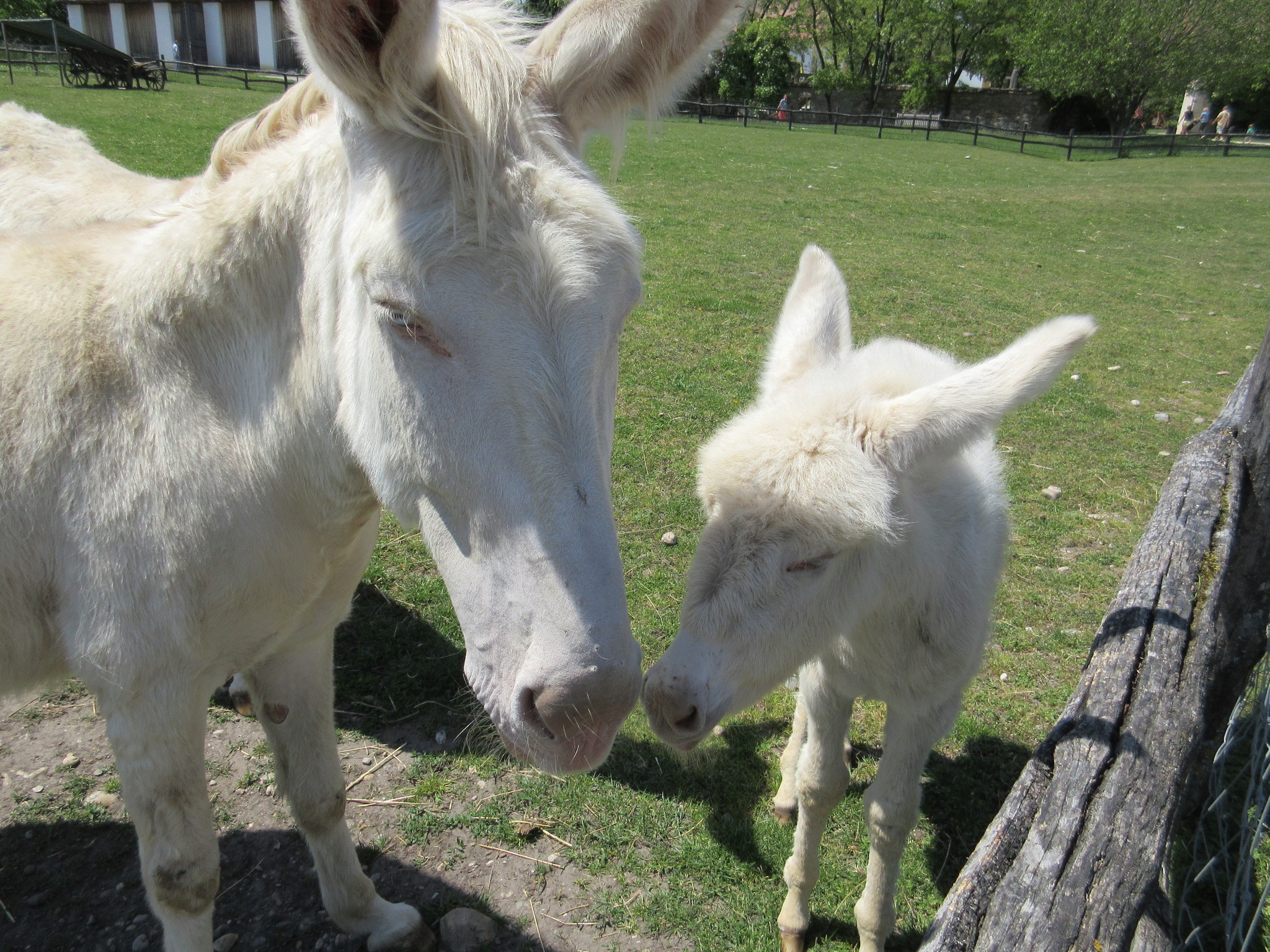 Die Barockesel oder weiße Esel...... - Eisenstadt