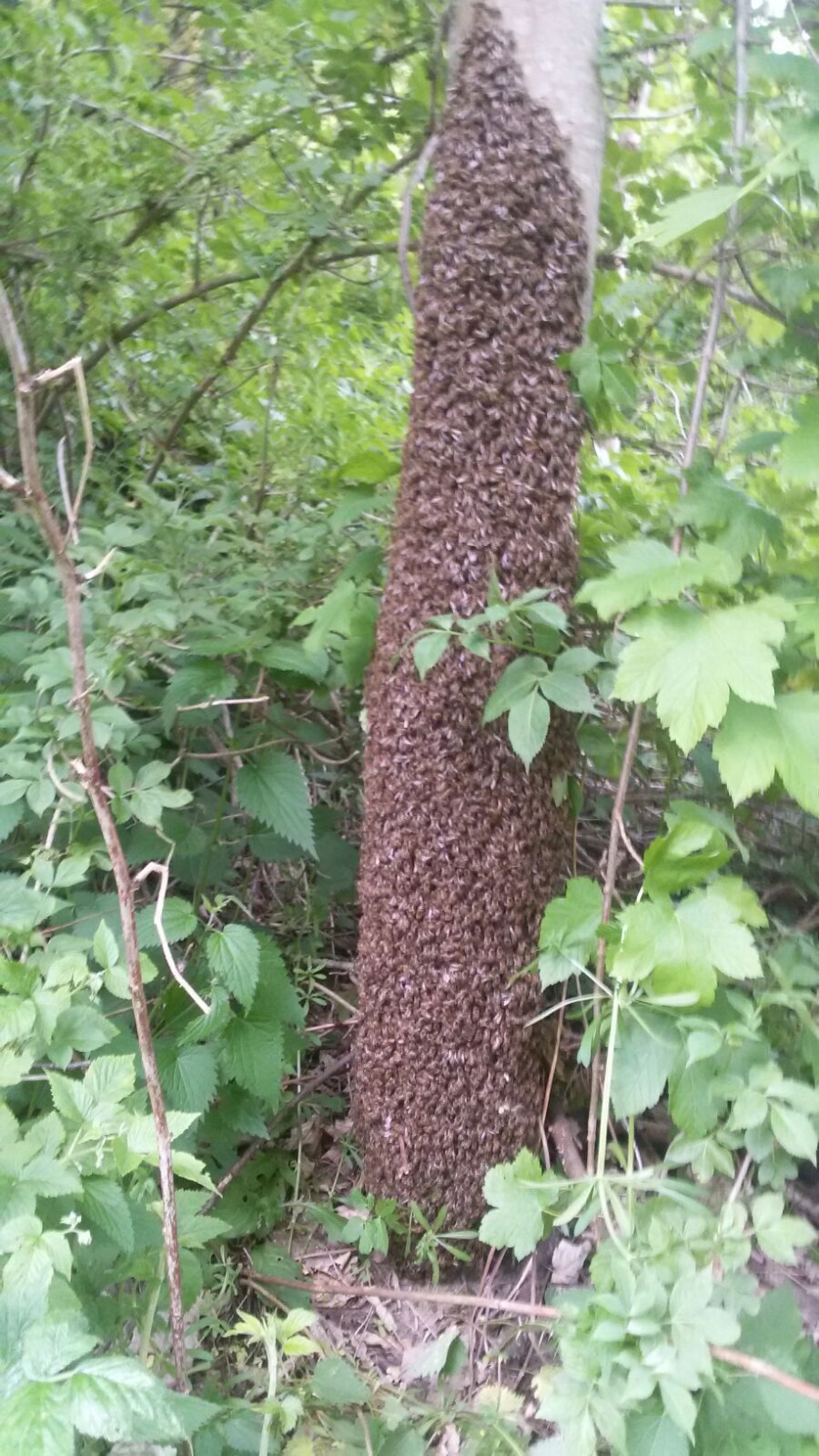 Bienenschwarm - Feldkirchen
