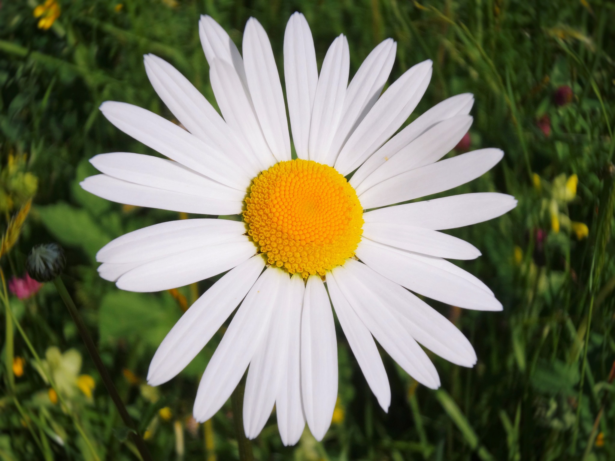 Margerite (Leucanthemum vulgare) - Westliches Mittelgebirge
