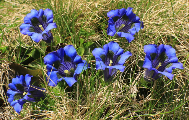 Der echte Enzian! - Pinzgau