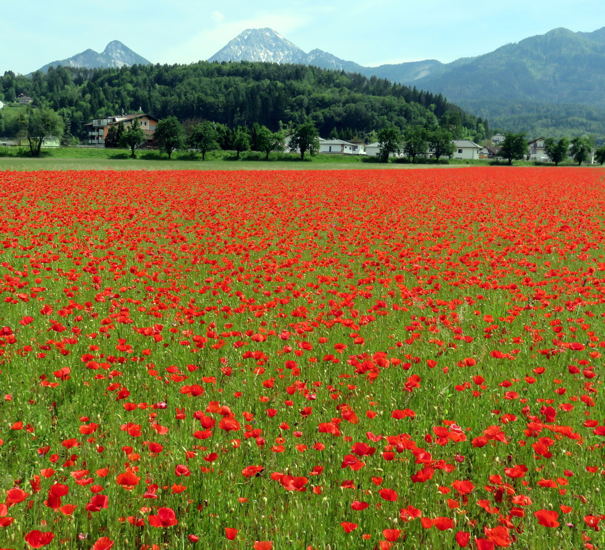 Mohnblumenfeld der SUPERLATIVE!!! - Villach
