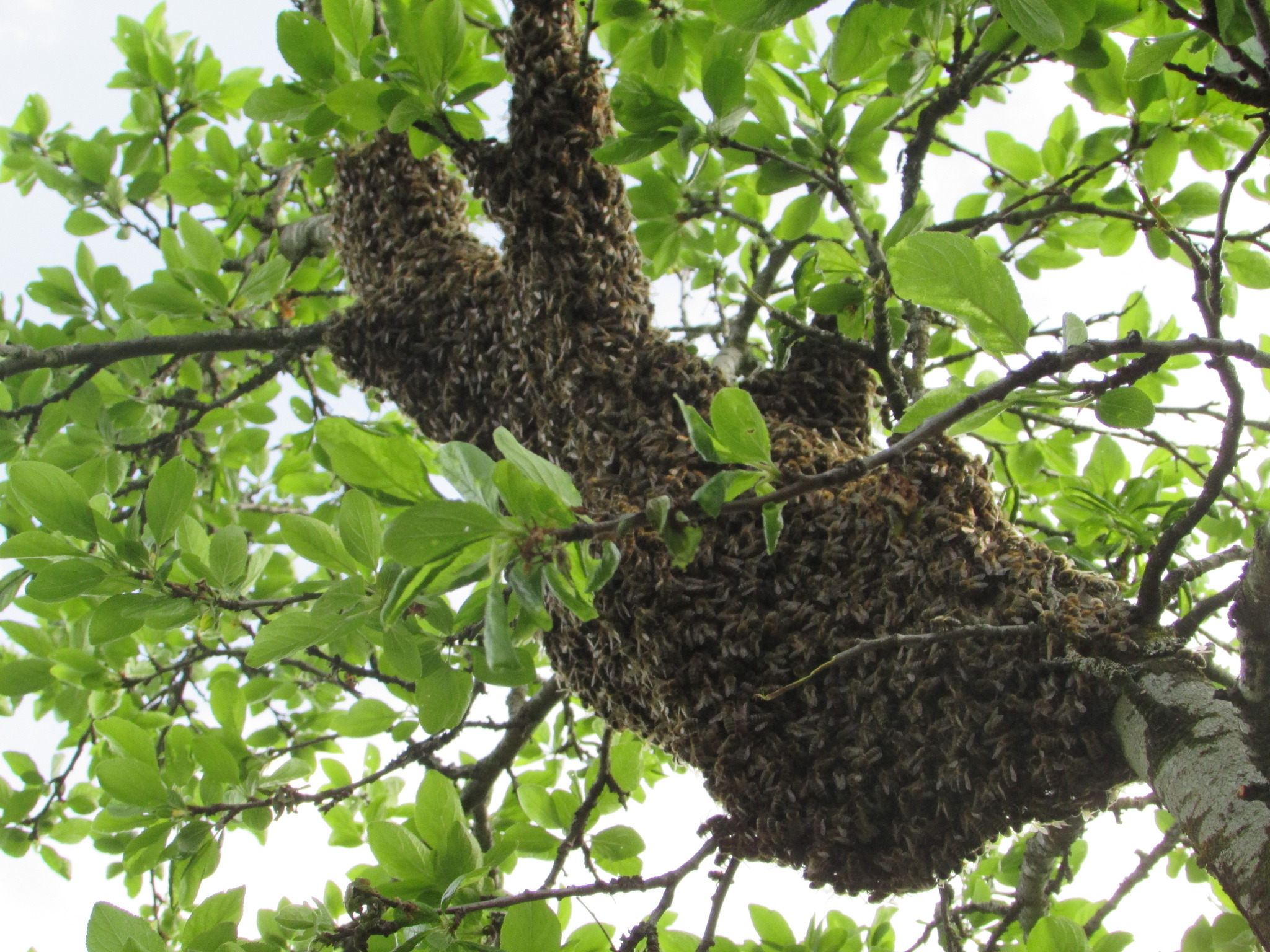 Bienenschwarm - eingefangen - Feldkirchen