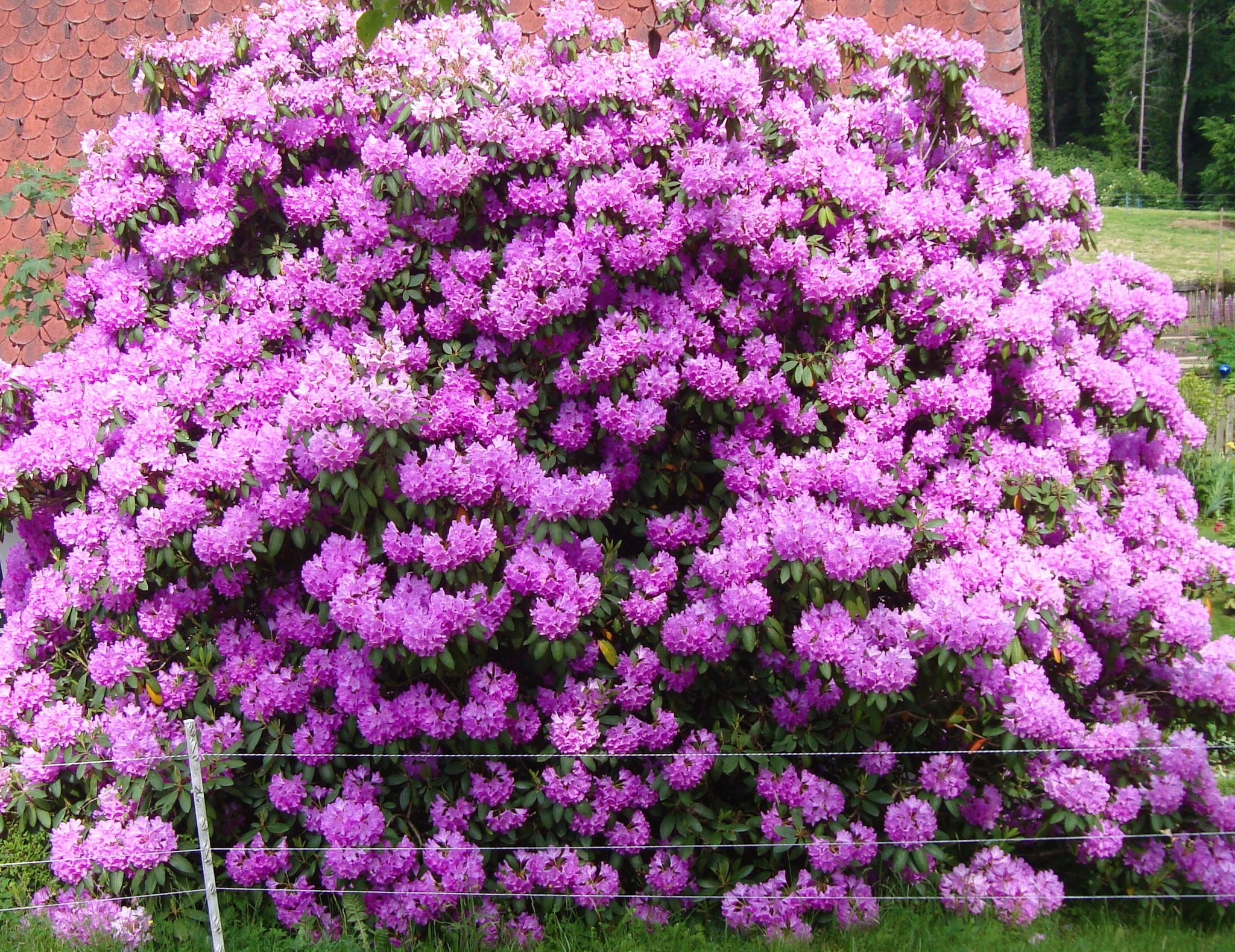 Ein wunderschöner Strauch - Leibnitz