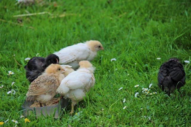 Die Kücken/Küken von Marias glücklichen Hühnern - Enns