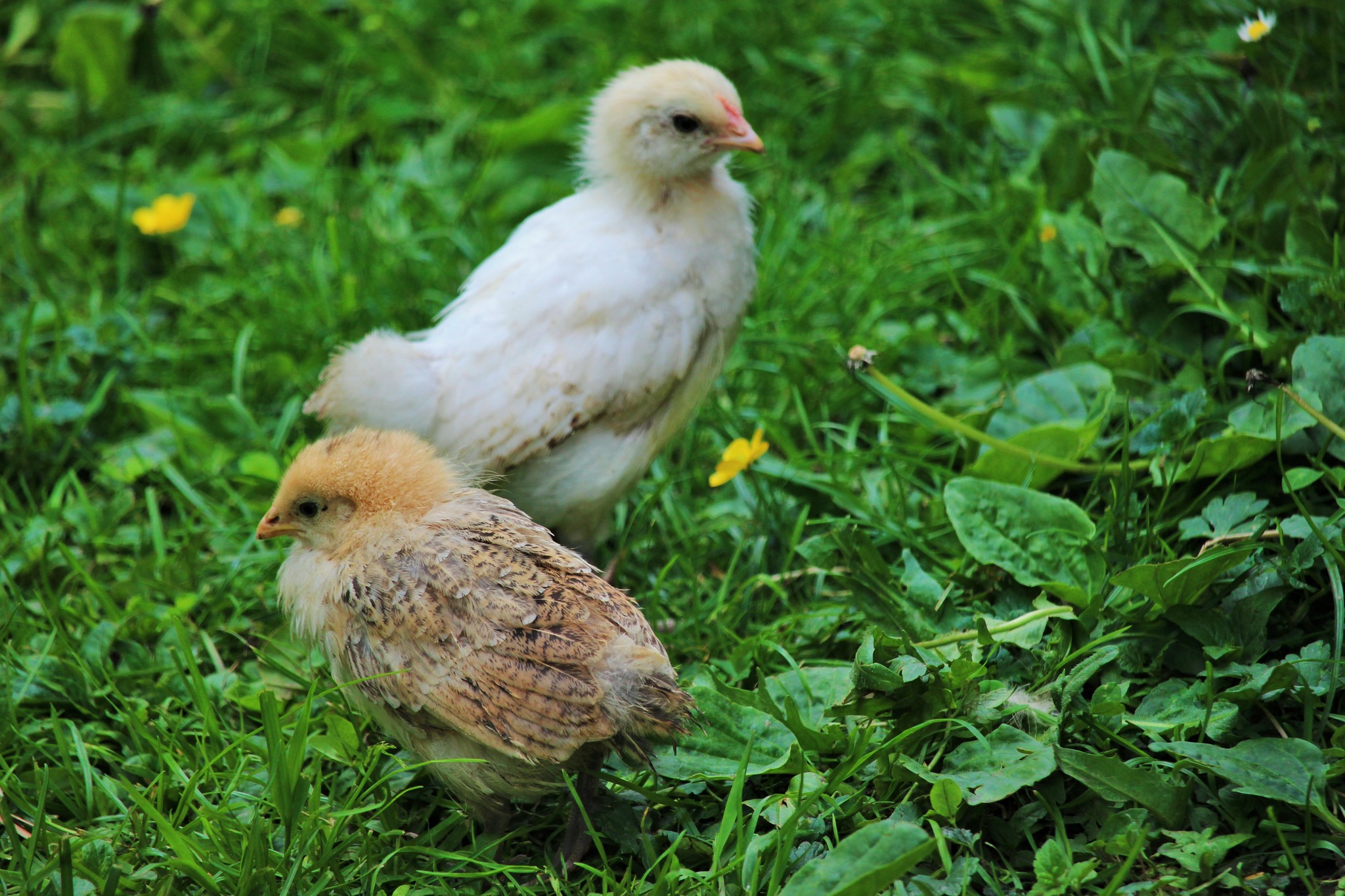 Die Kücken/Küken von Marias glücklichen Hühnern - Enns
