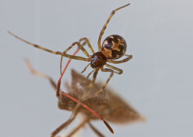 Fettspinne(Steatoda triangulosa) - Weiz