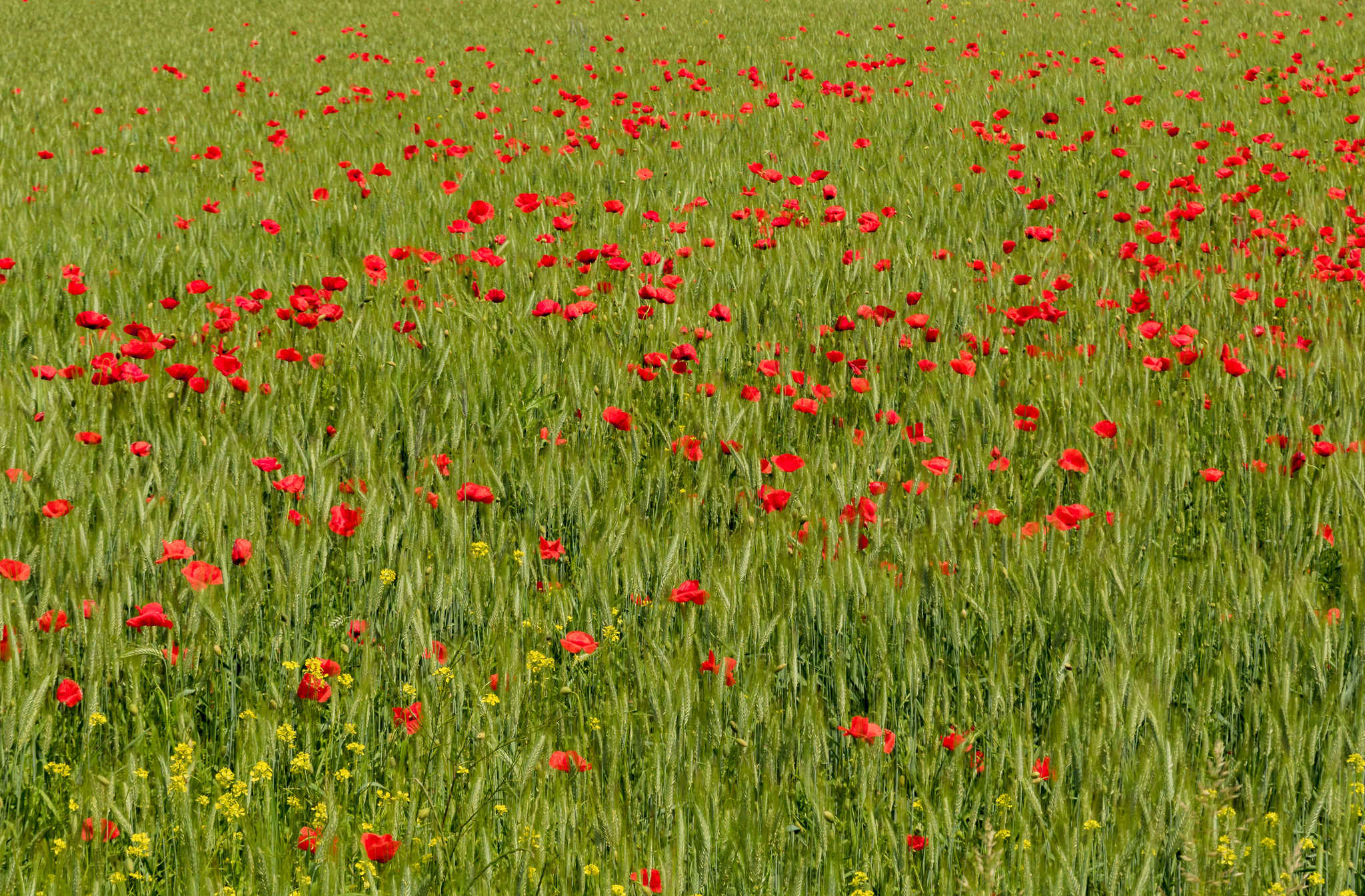 Mohnblumenfeld - St. Veit