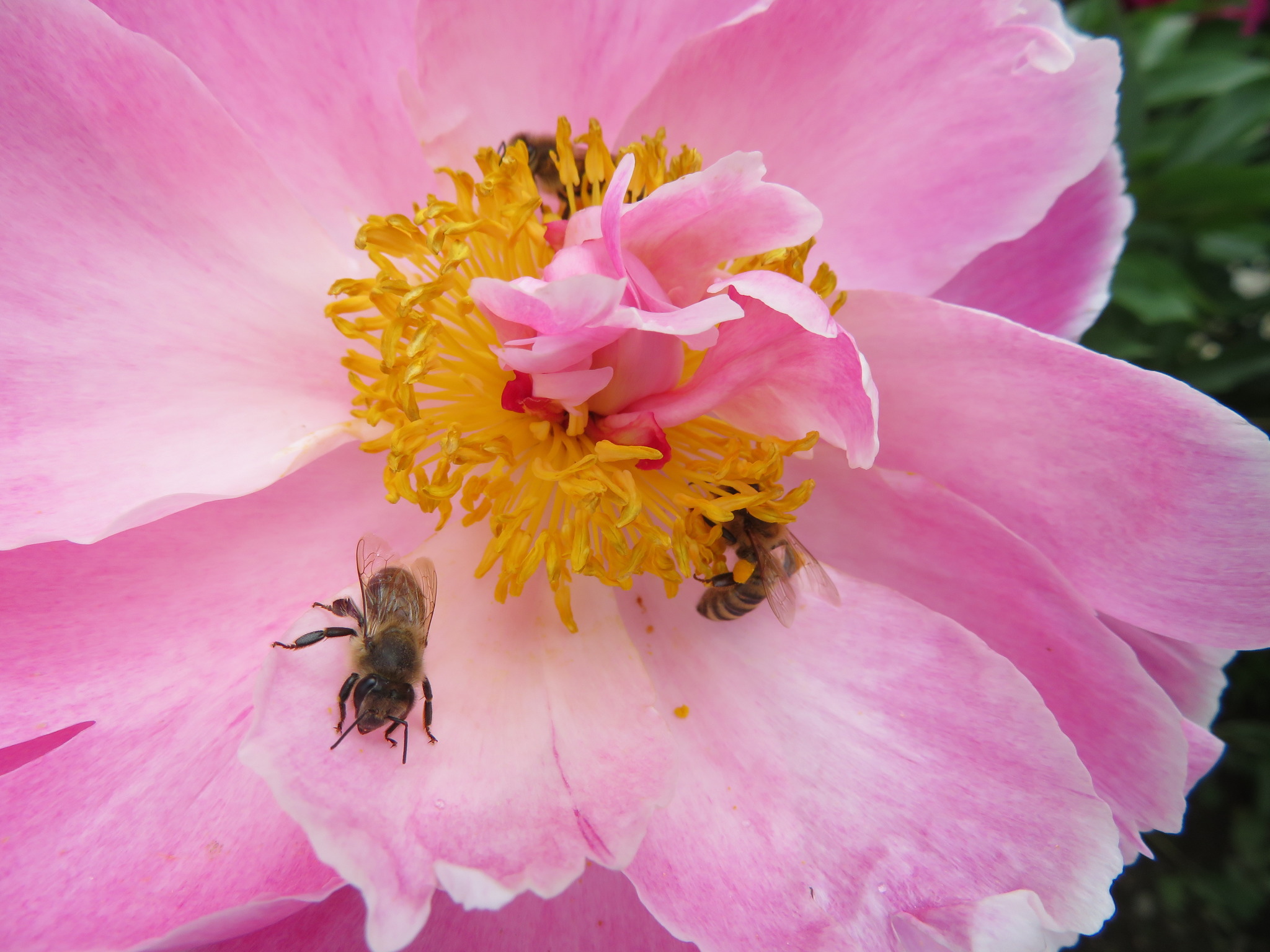 Faul und fleißig - Innsbruck