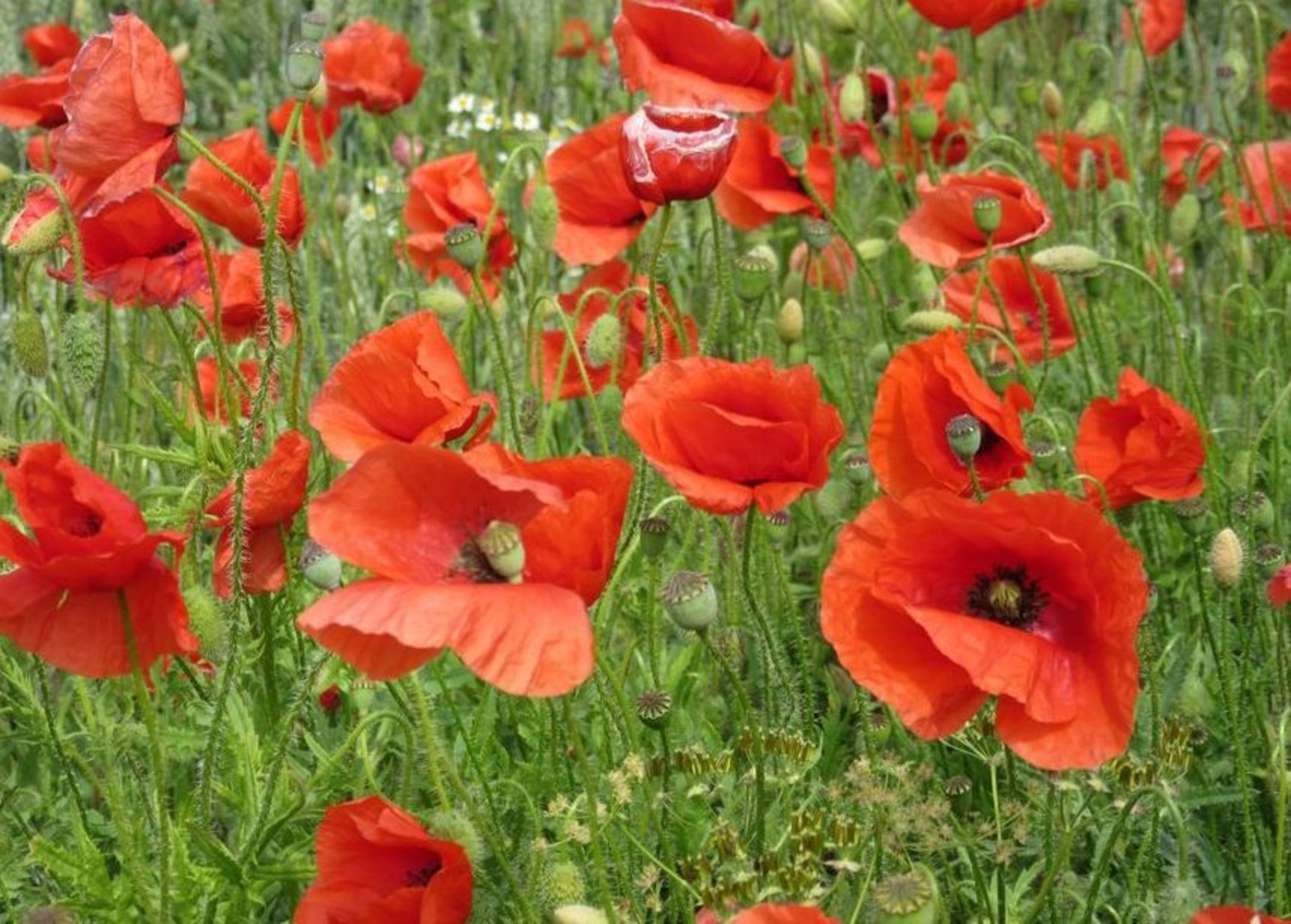 An den roten Mohn........ - Mattersburg
