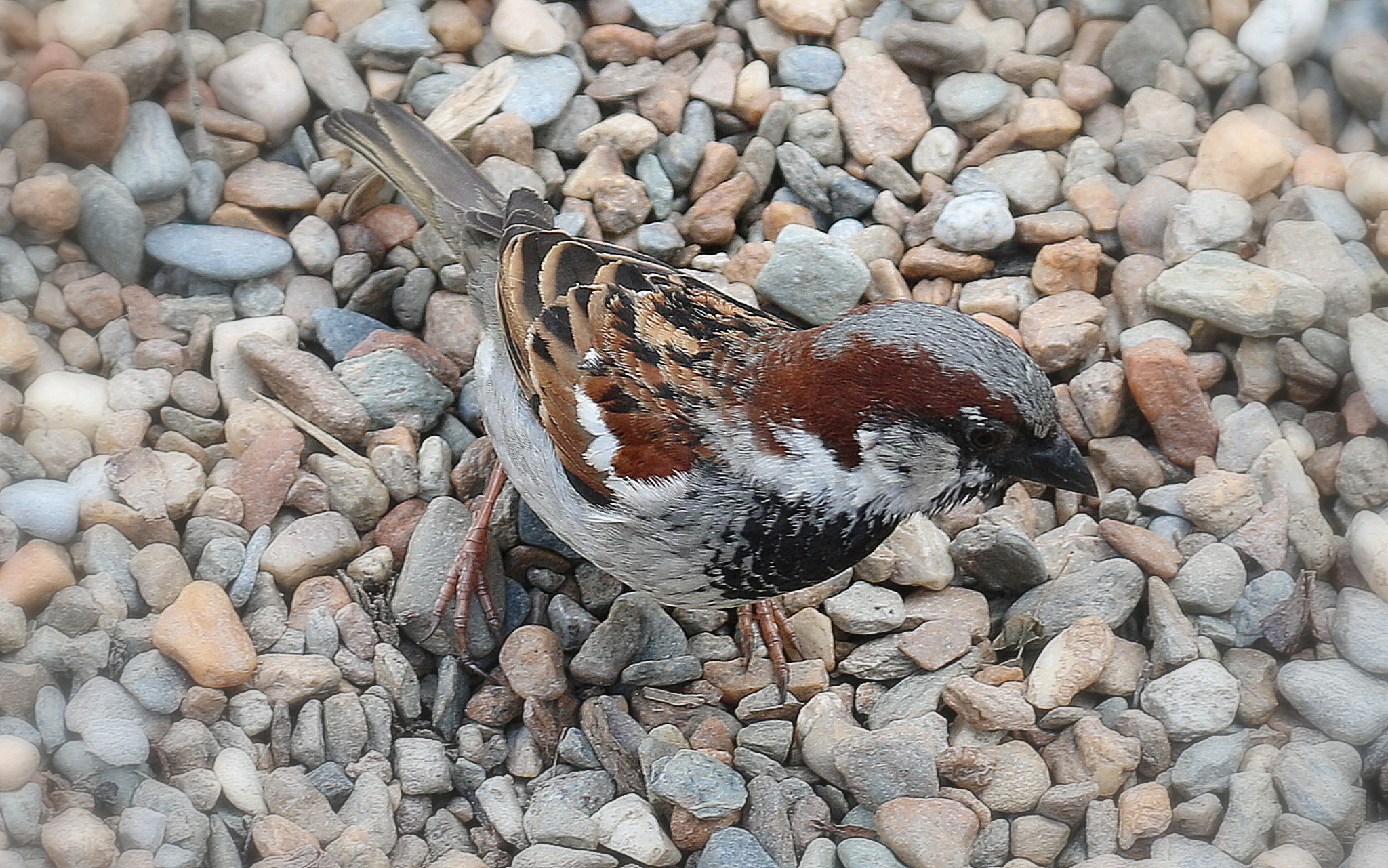 Spatz am Strand! - Pinzgau