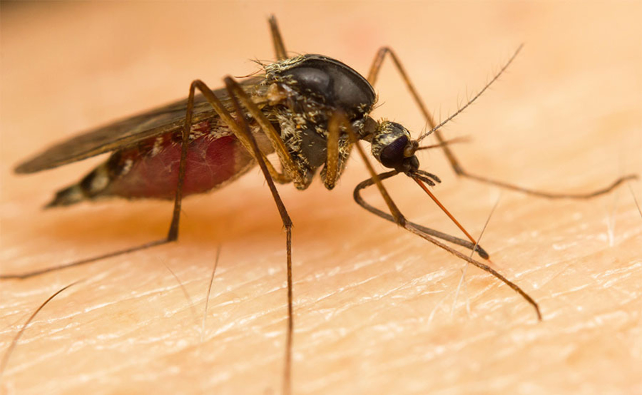 Wen Gelsen besonders gerne stechen