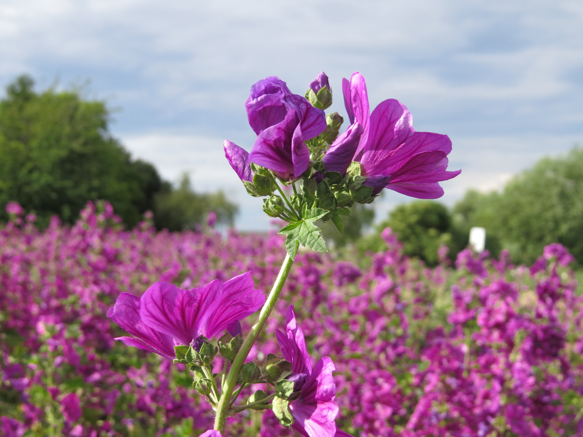 "Malven-Rausch" - Mödling