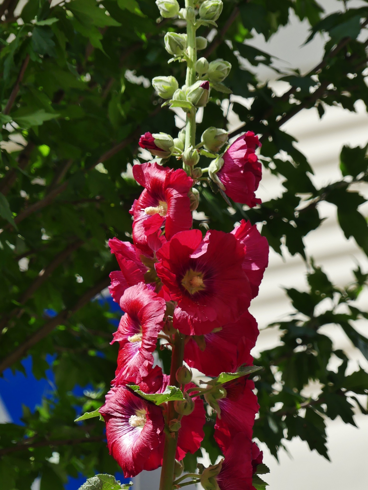 Bauernrosen mitten in unserem Bezirk - Neubau
