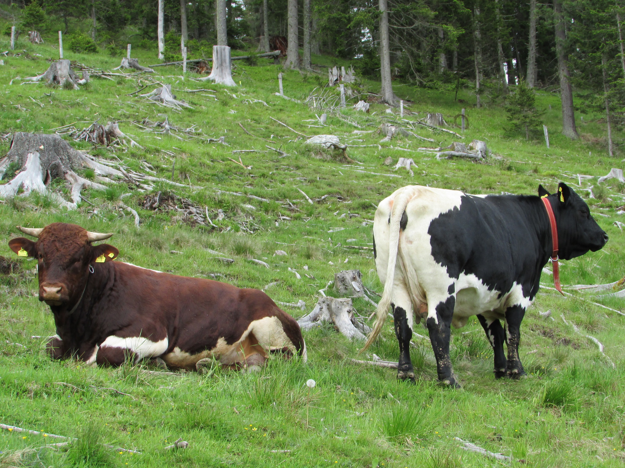 Pinzgauer - Rinder - Feldkirchen