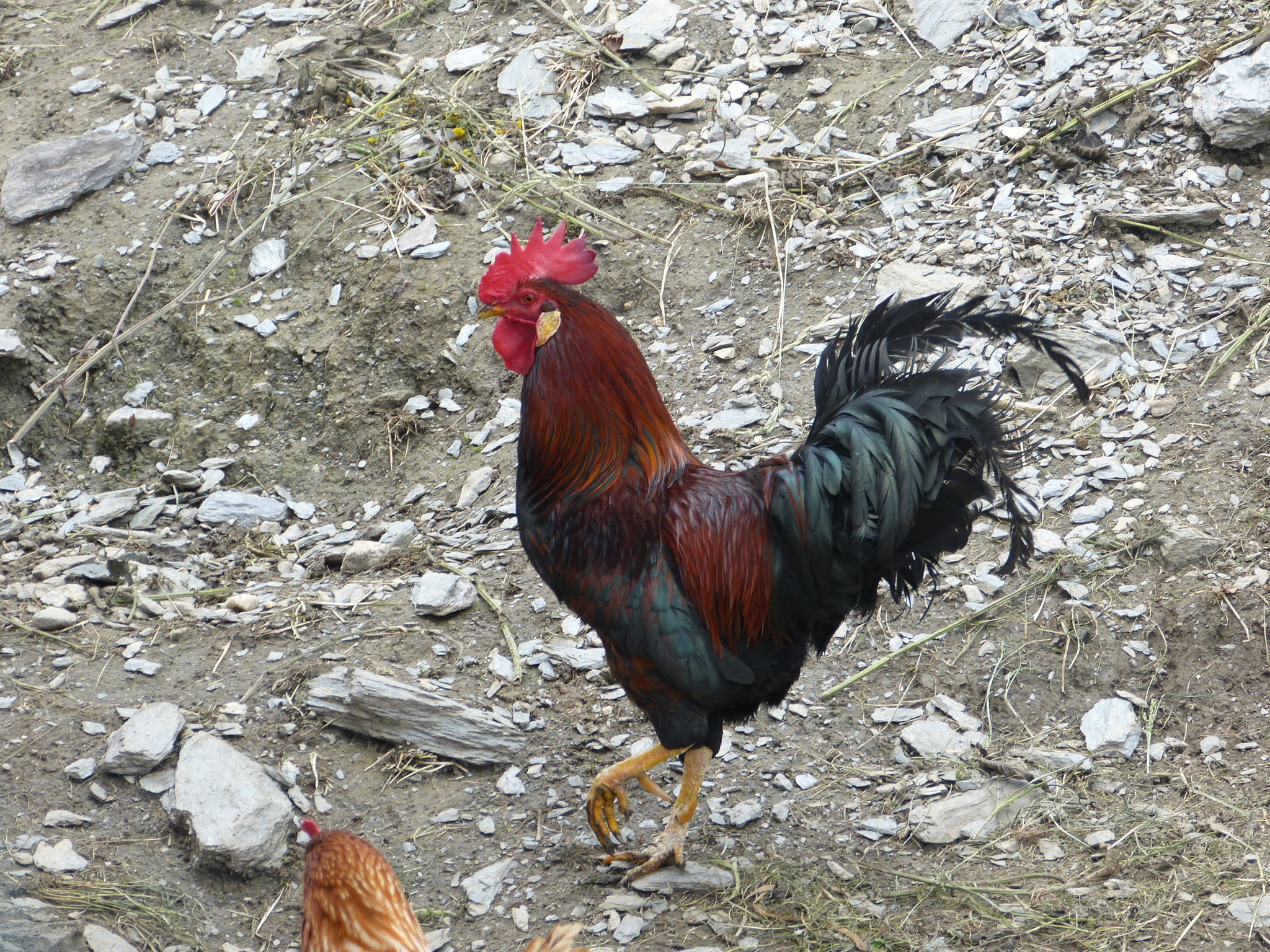 Ein stolzer Gockel der seine Hennen bewacht....! - Pinzgau