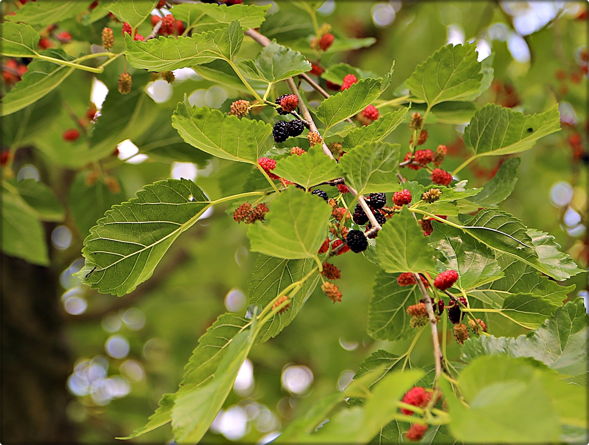 Die Früchte des Maulbeerbaumes sehen aus wie Brombeeren - Hietzing