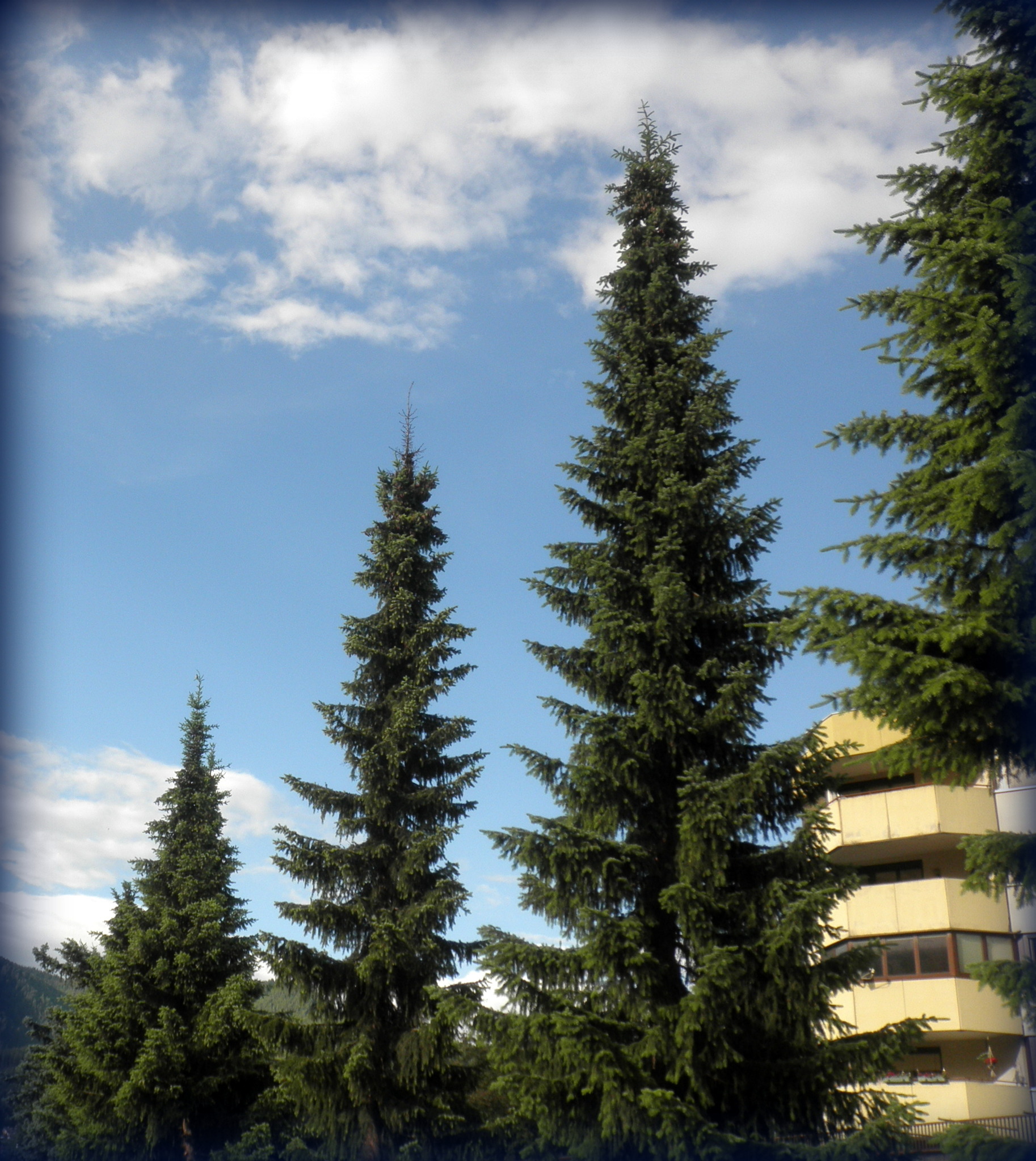 Nadelbäume - Mürztal