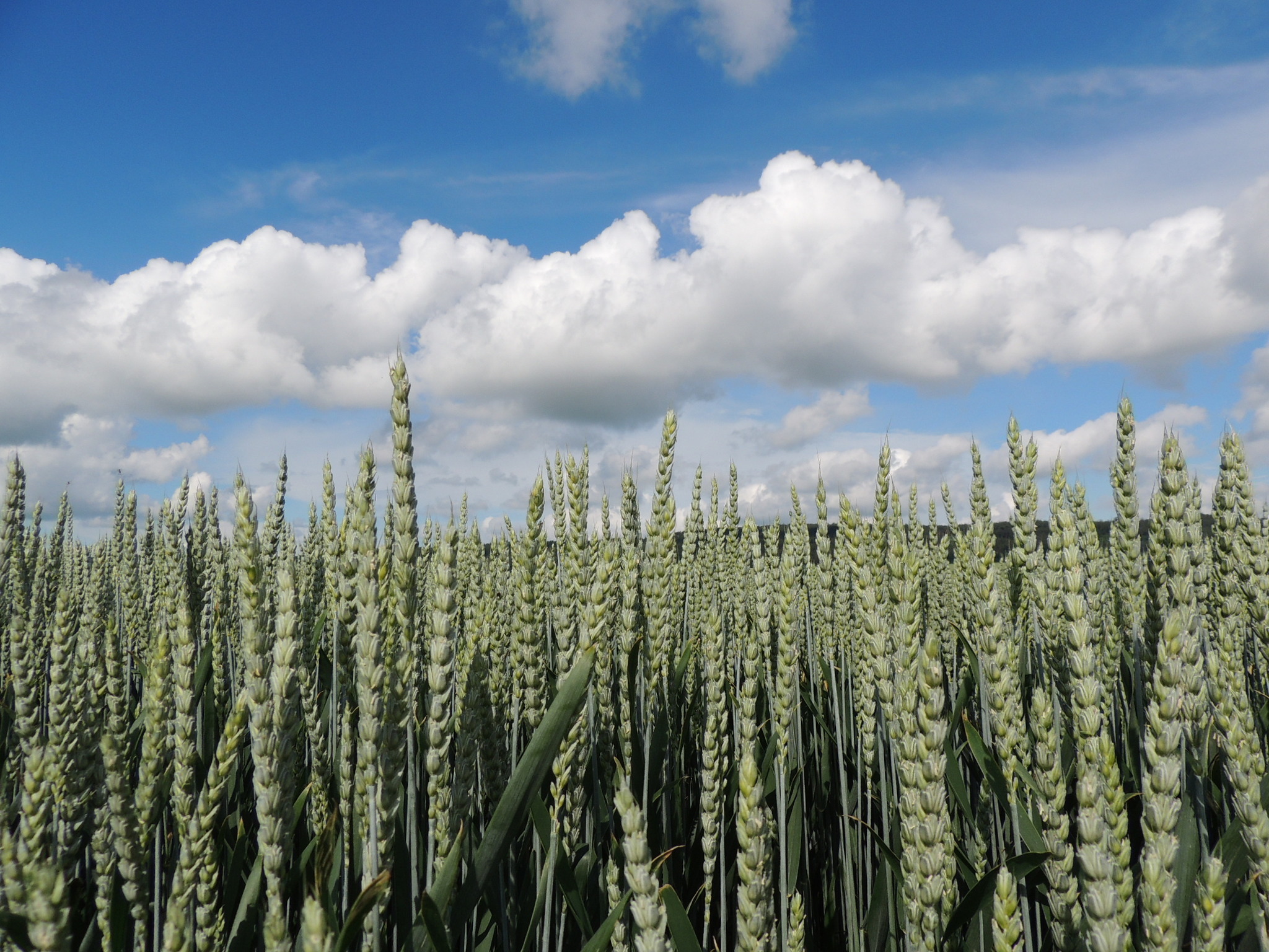 es wird eine gute Ernte geben - Horn