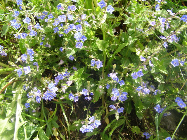 Unkraut Mit Blauen Bluten