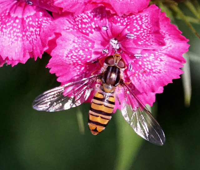 Insekt des Jahres 2004 ... - Kufstein