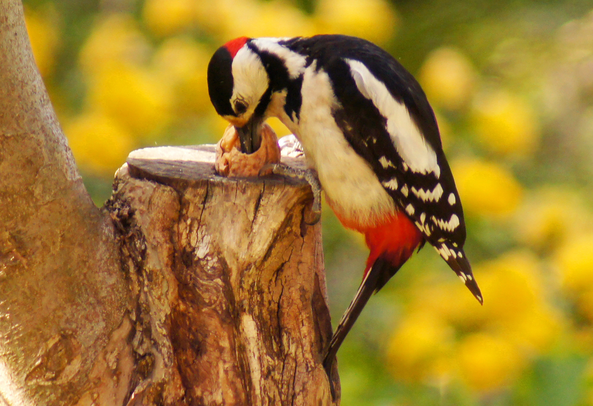Genusslicher Buntspecht - Deutschlandsberg