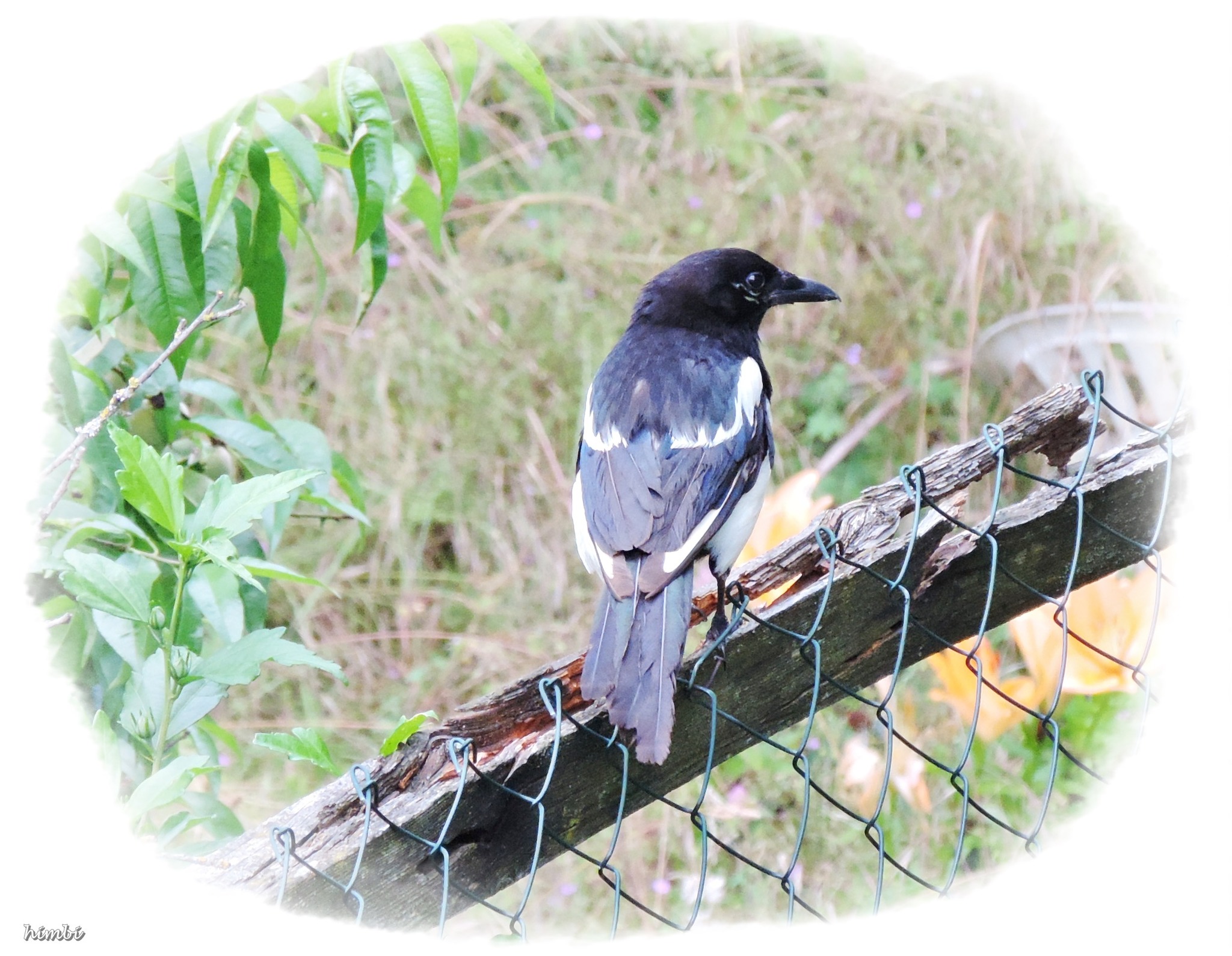 Eine junge Elster - Schwechat