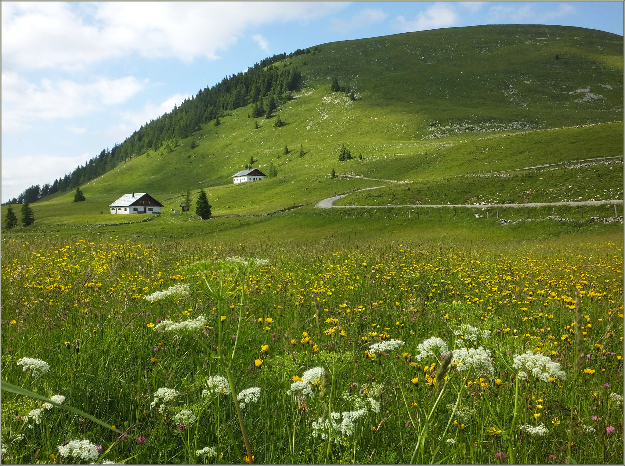 Almwiese am Trattberg - Tennengau