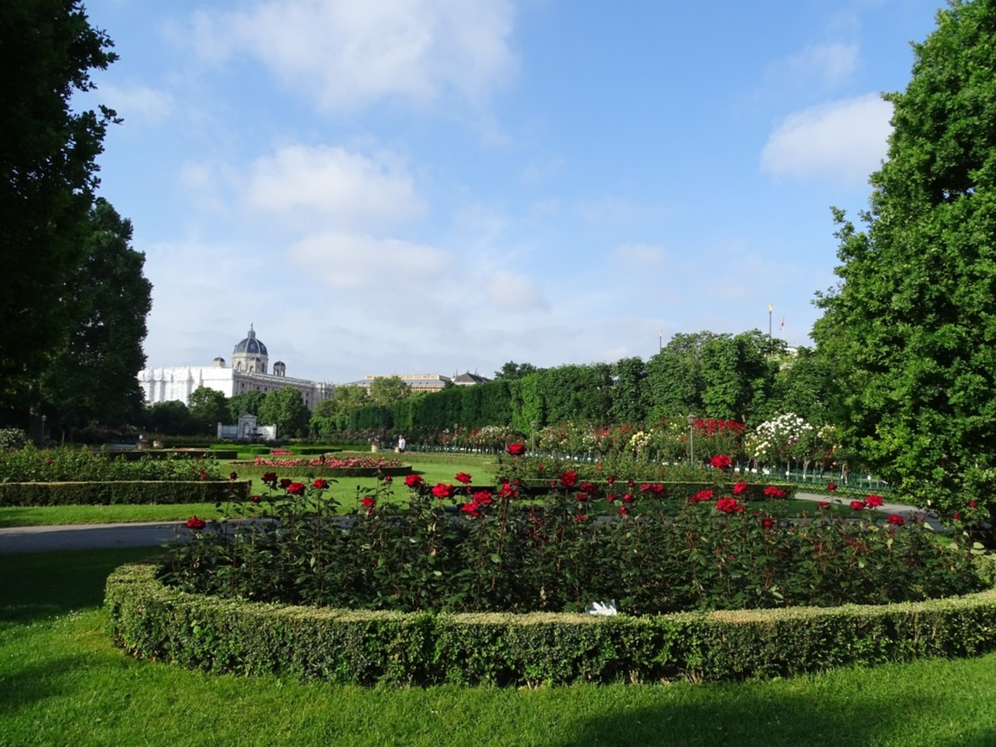 Der Wiener Volksgarten steht in schönster Rosenblüte: Panoramaaufnahmen ...