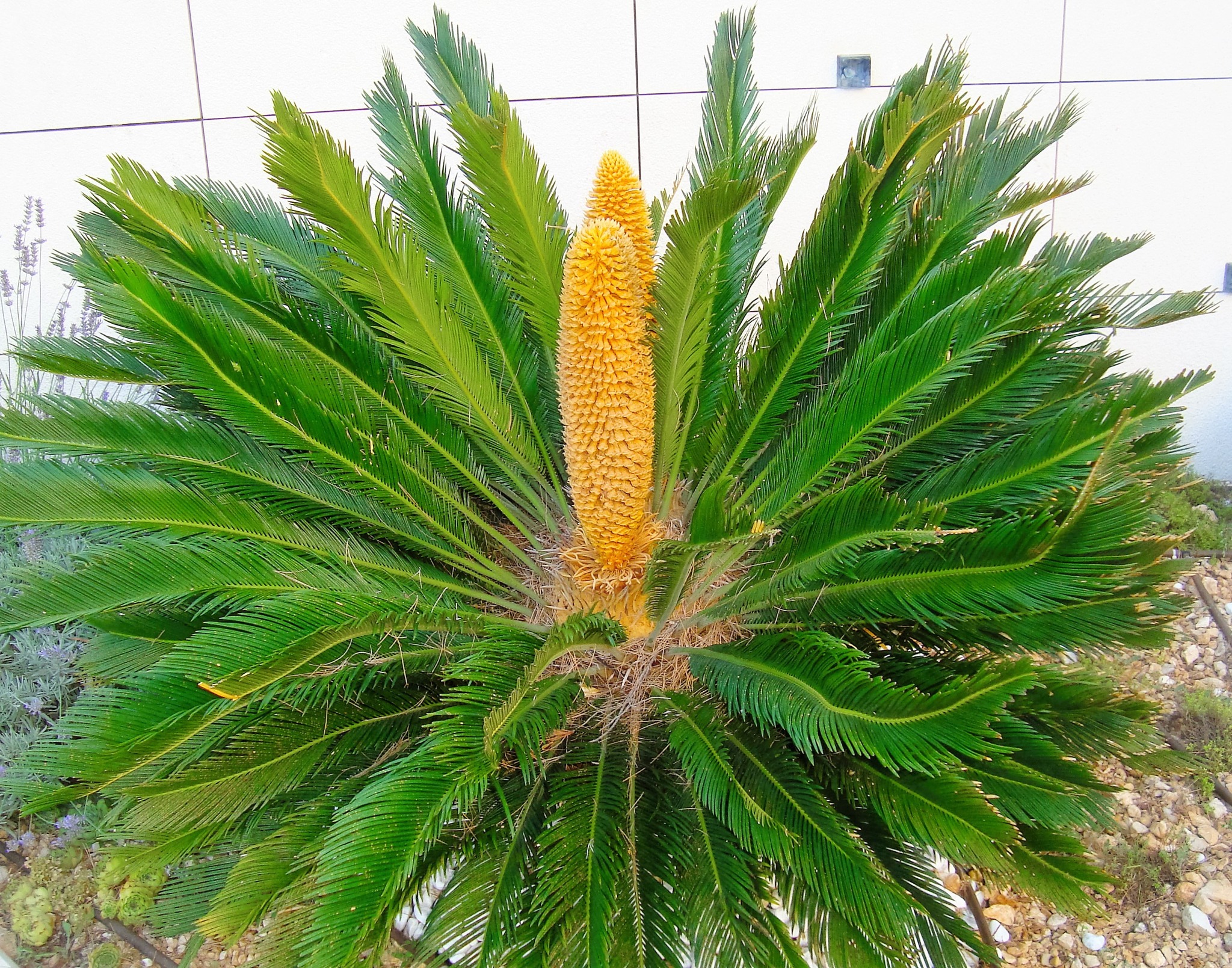 Blühende Palme auf der Insel Brac - Leibnitz