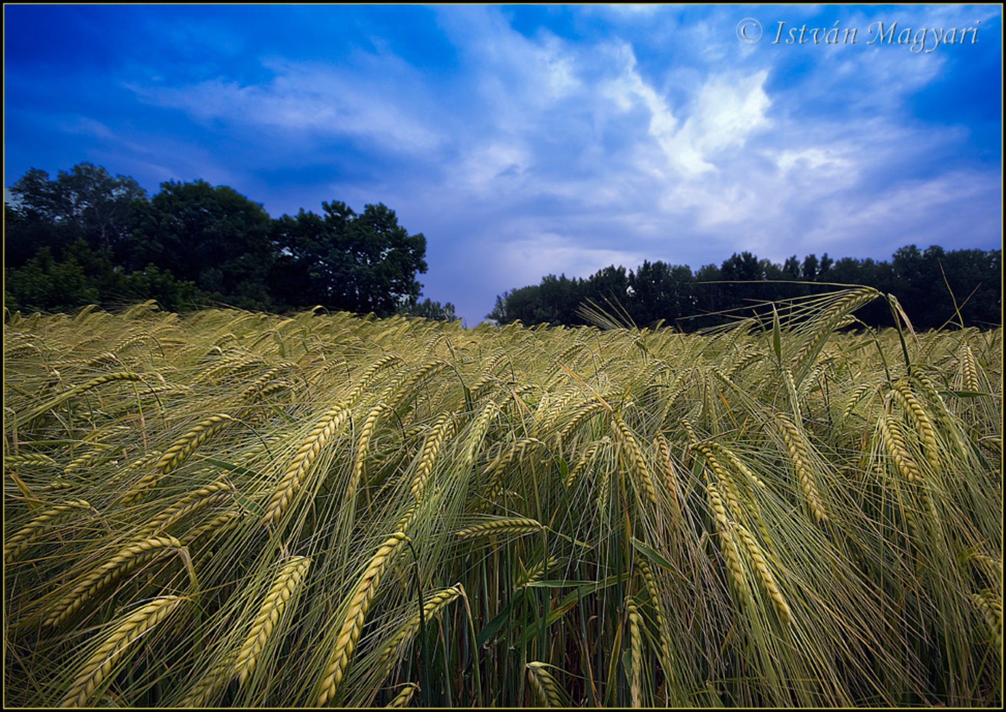 Weizenfeld. - Melk