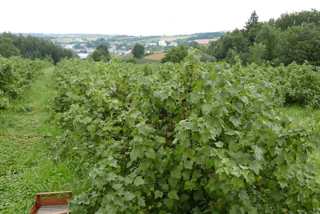 Ribisel selber pflücken - Grieskirchen & Eferding