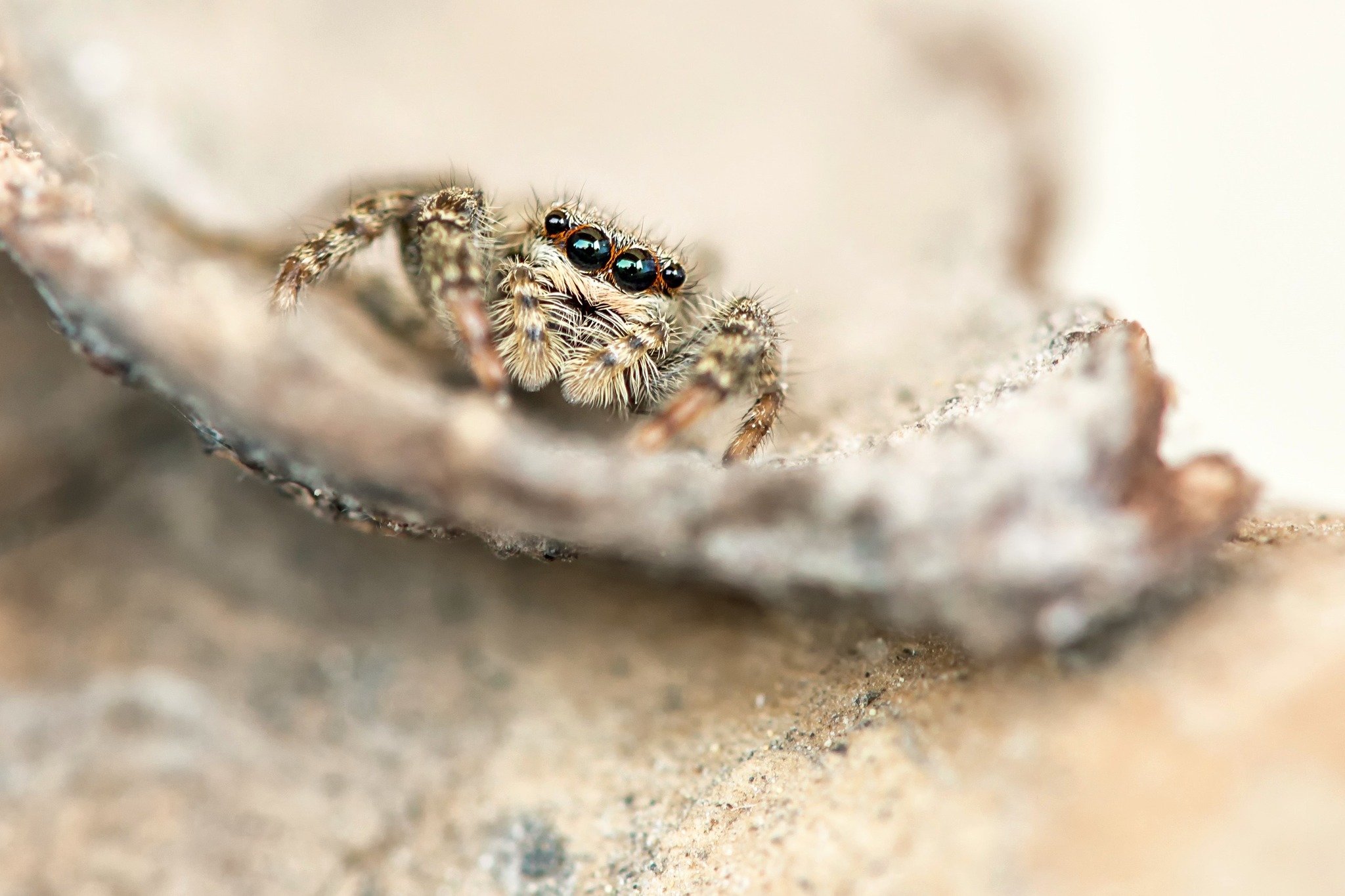 Springspinne (Salticidae) - Kufstein